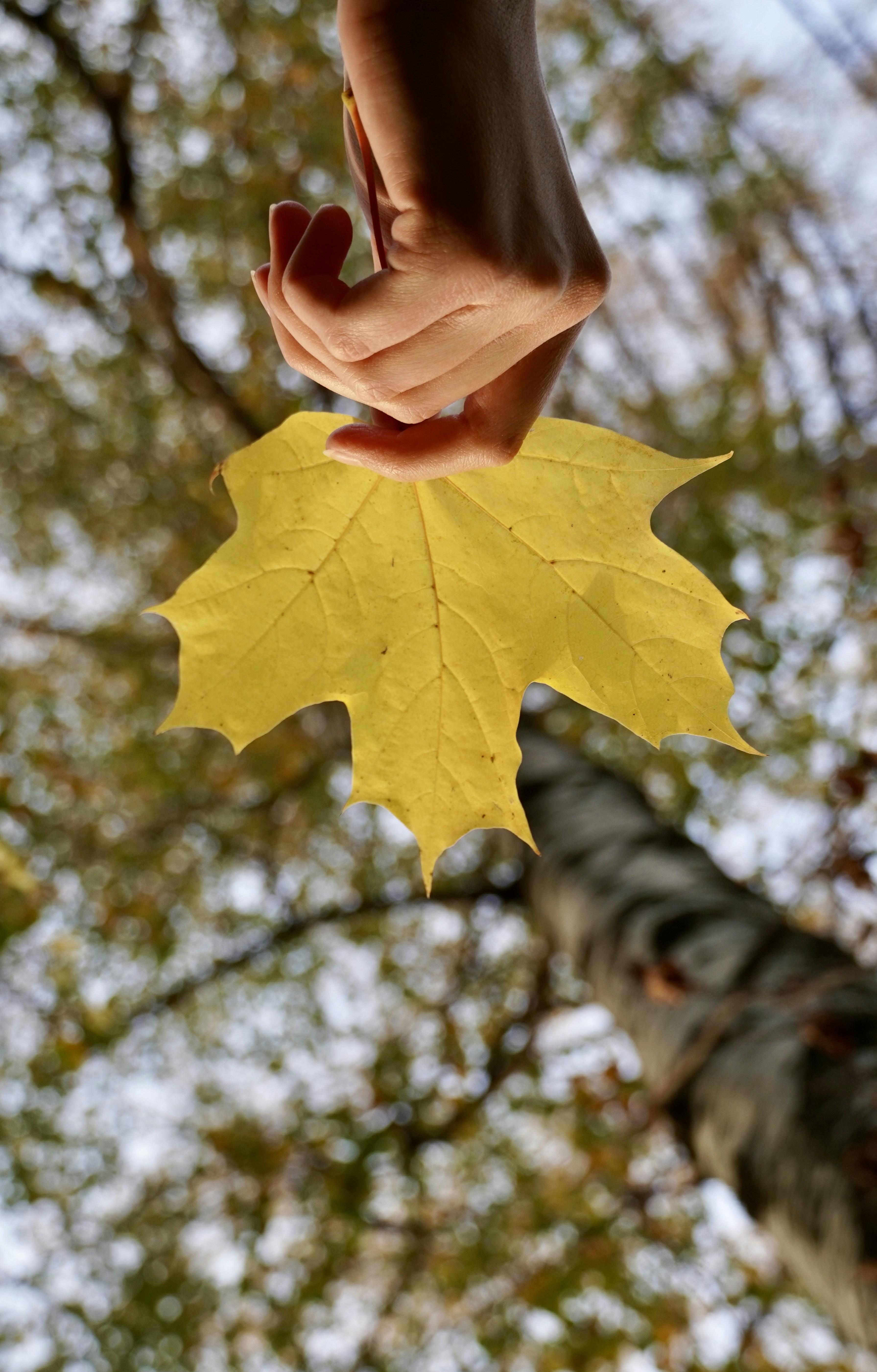 Sunlit Maple Leaf: A Hand-Held Moment Reaching Toward Autumn's Canopy