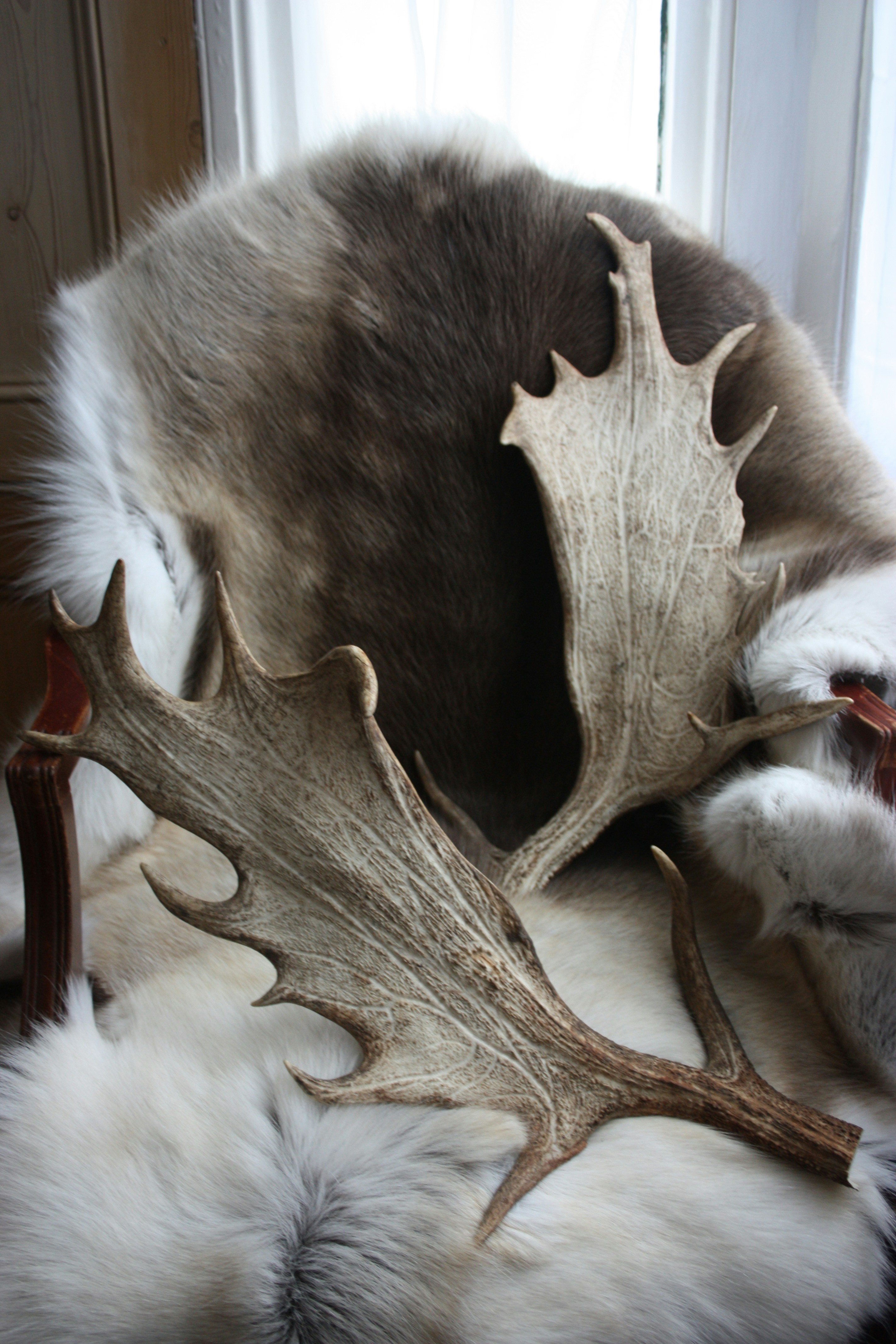 Antlered Quiet: Ivory Tines Rest on a Winter-Fur Throne