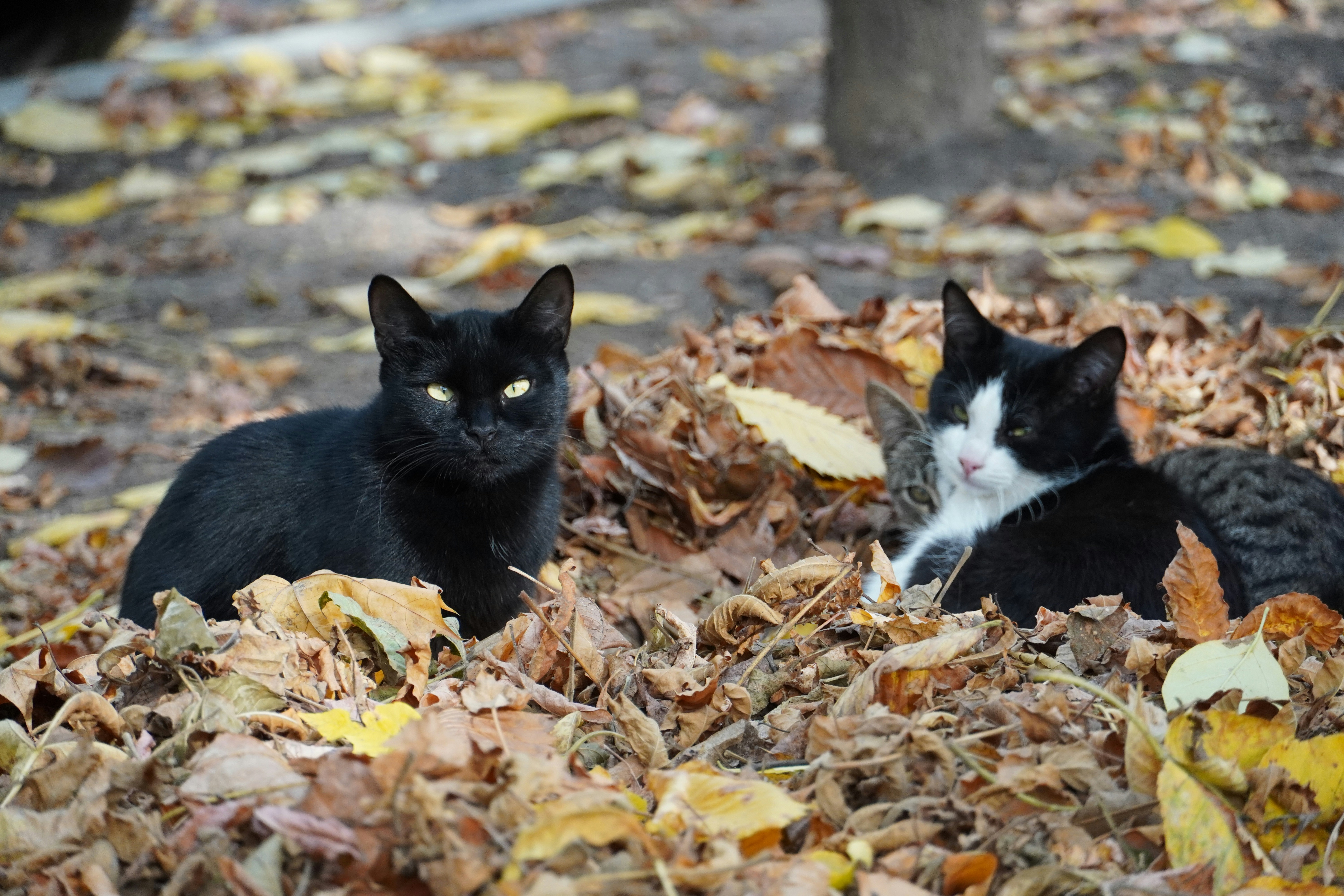 Autumn hush: Two tuxedo cats among a carpet of fallen leaves