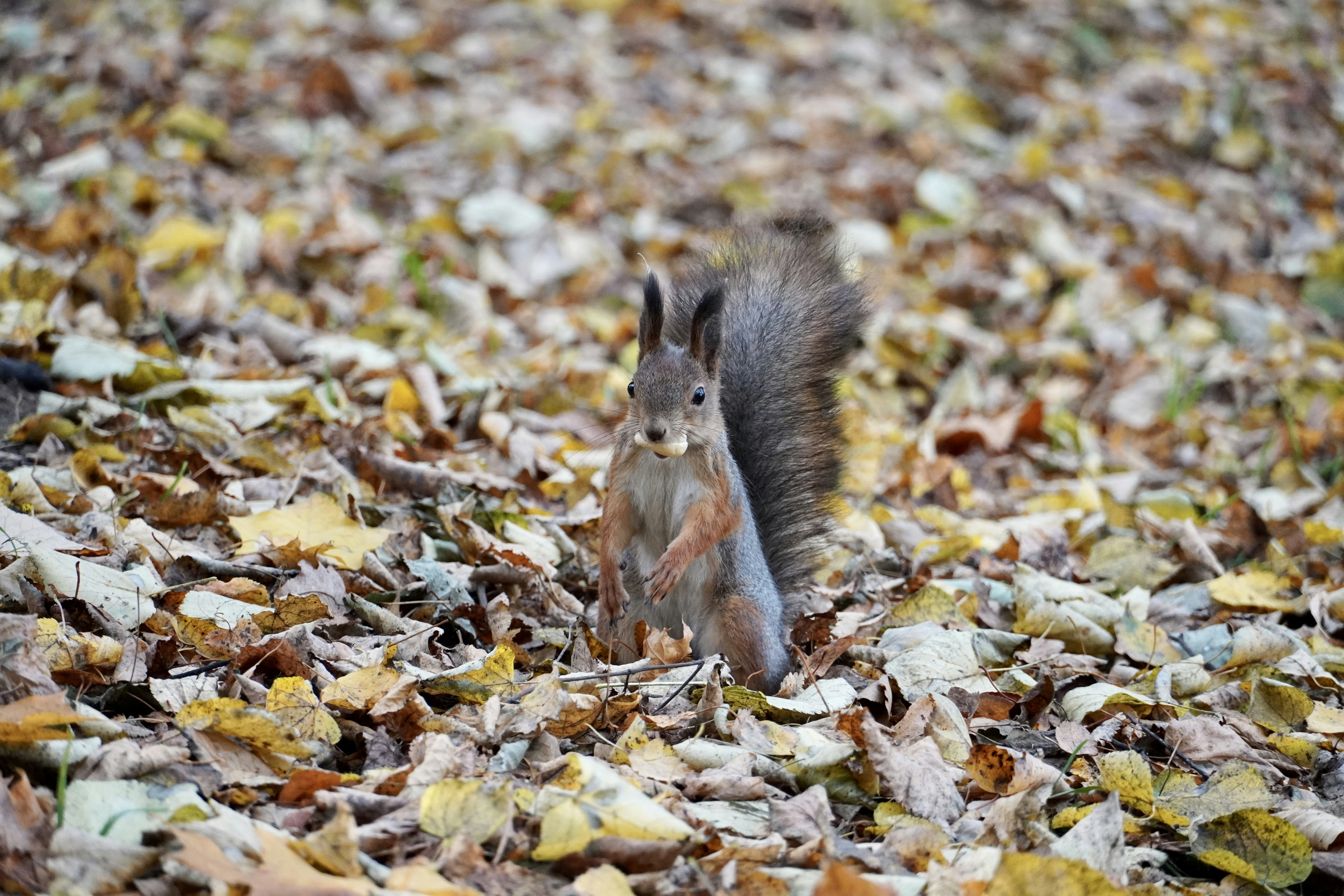 A squirrel stands amidst a carpet of fallen leaves, clutching a nut in a serene woodland setting.