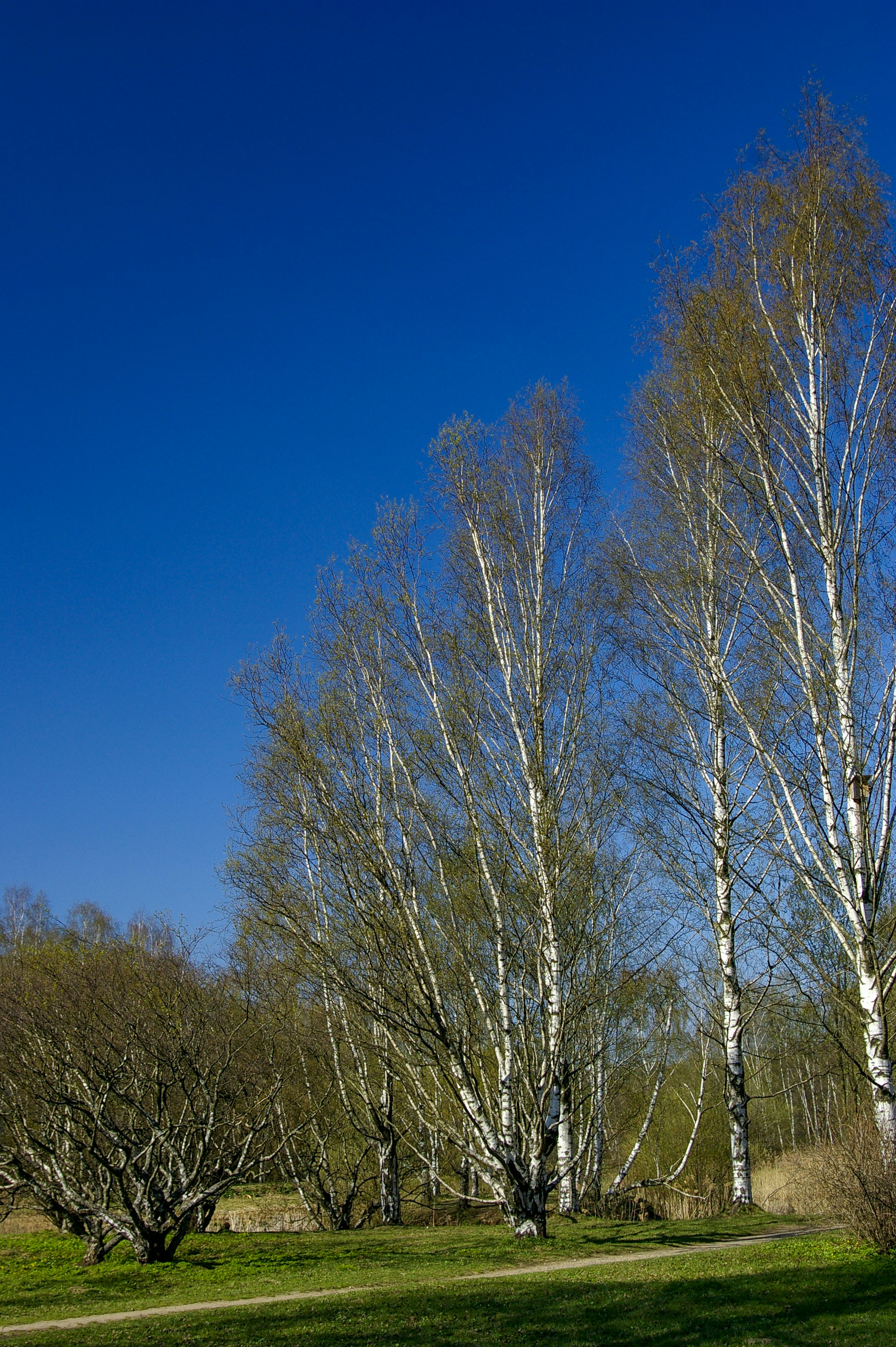 Tall birch trees stretch towards a clear blue sky, surrounded by budding foliage in a serene landscape. A pathway meanders through the lush green grass.