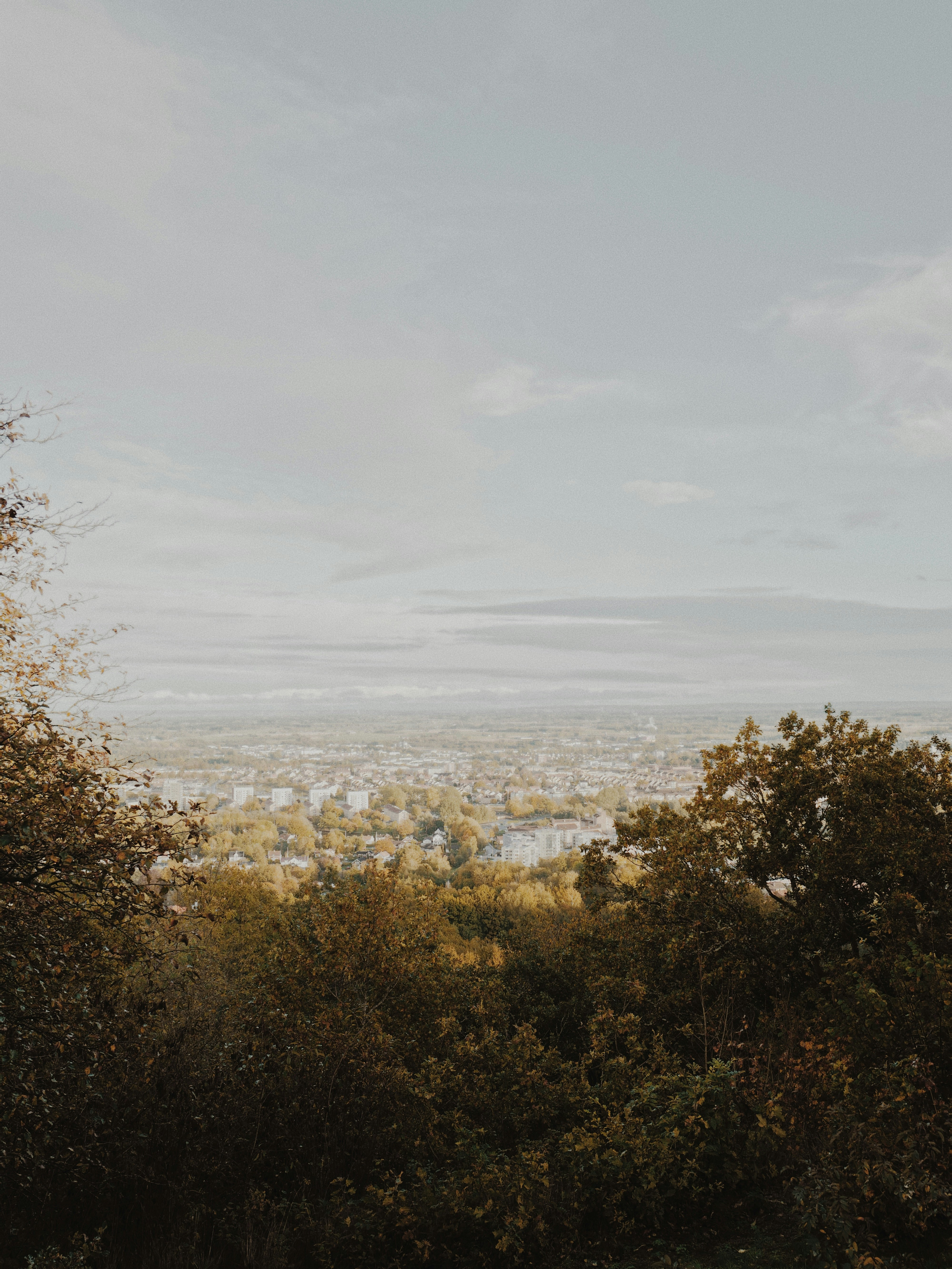 Distant cityscape seen through dense foliage under a soft, overcast sky.