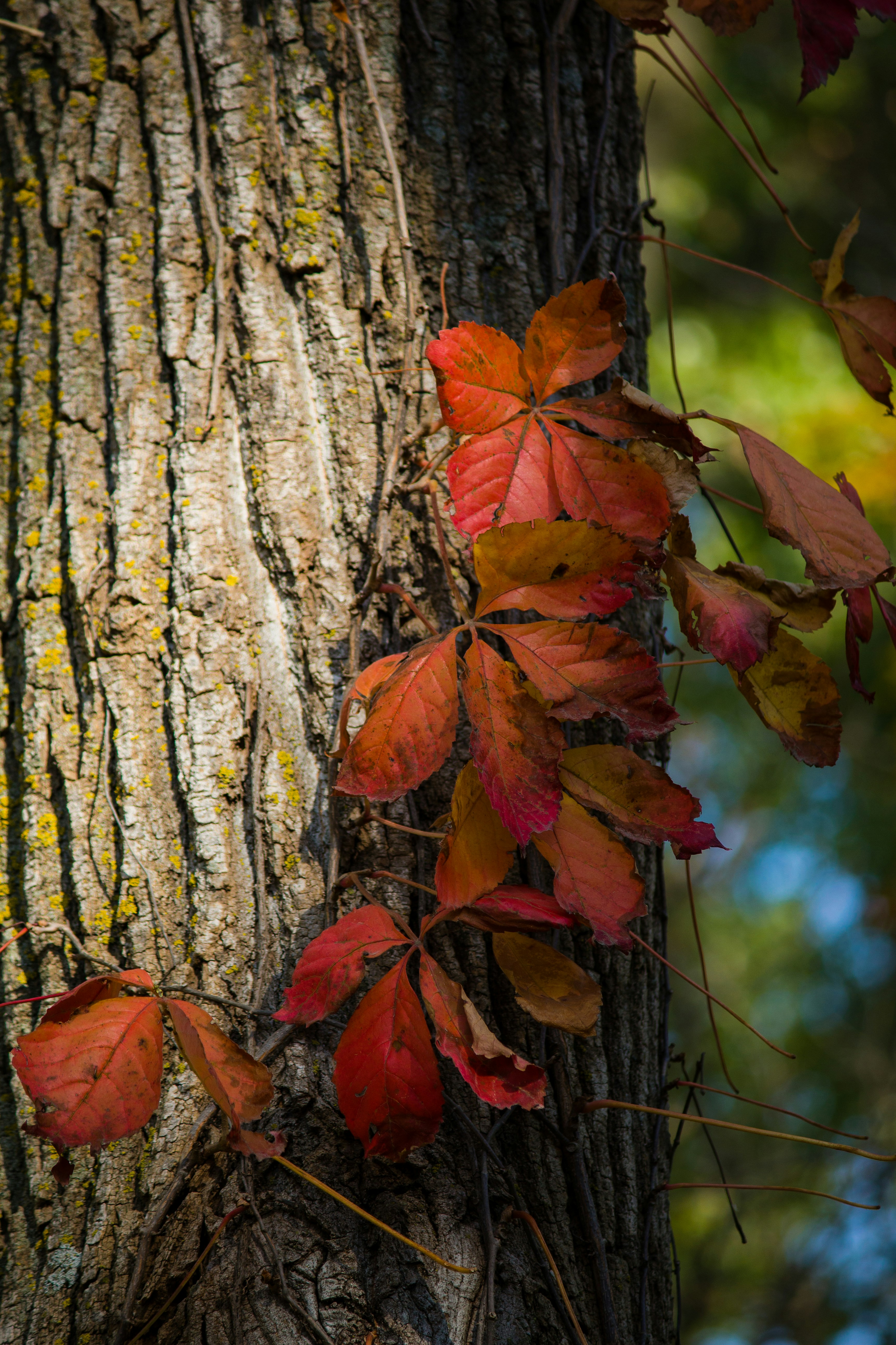 Crimson Ivy Clings to a Weathered Trunk in Autumn Light
