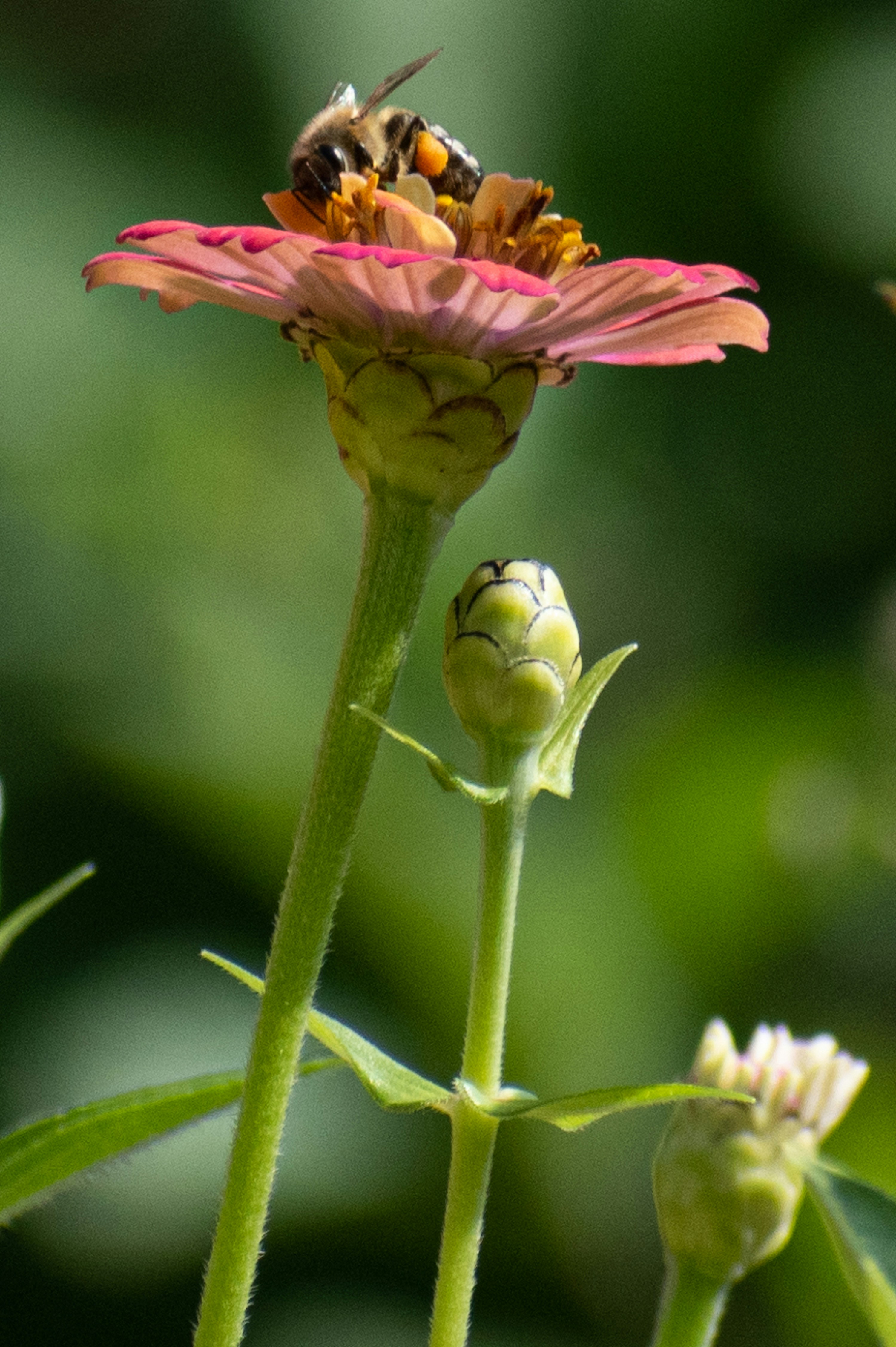 pink flower in tilt shift lens