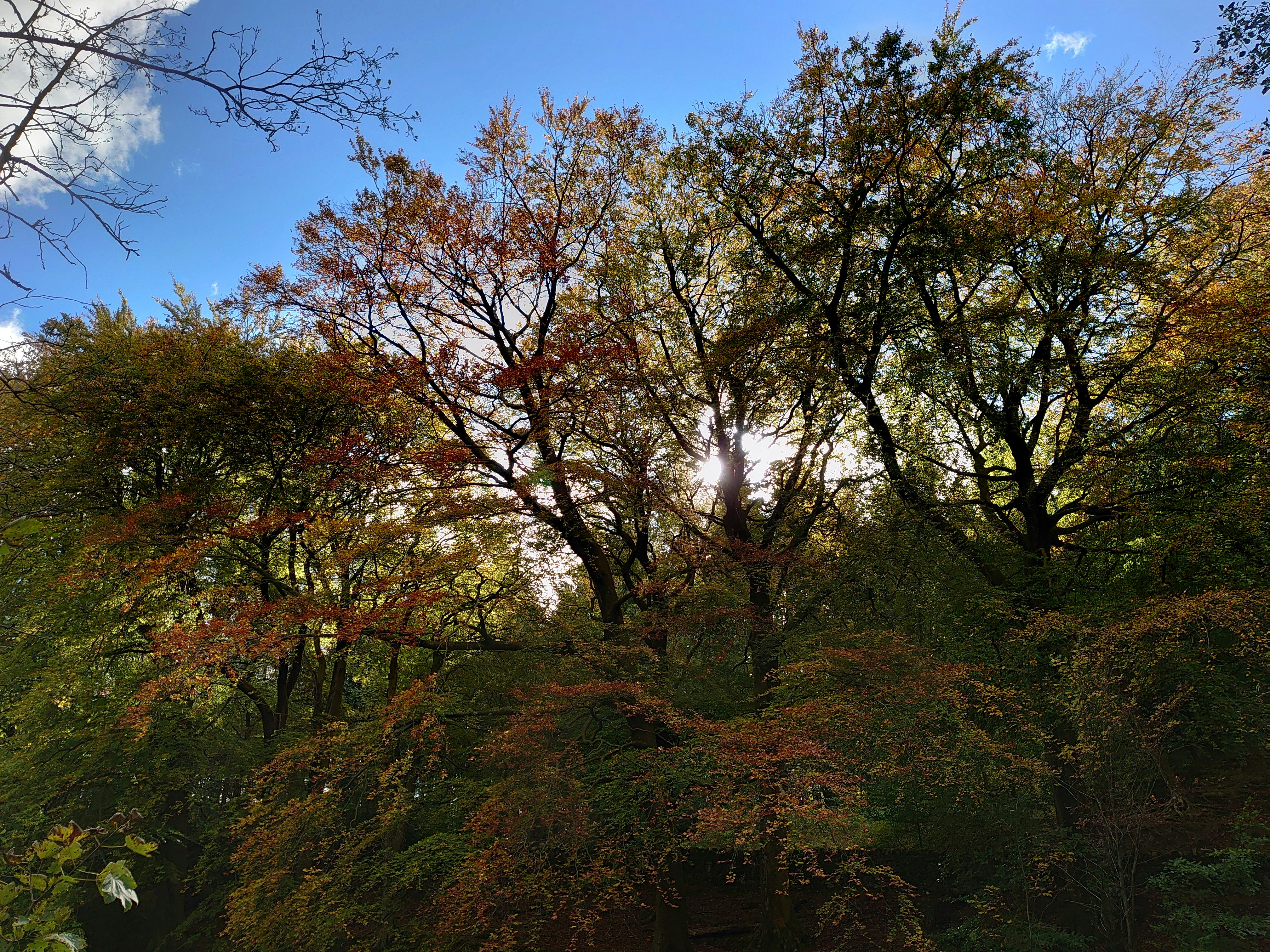 Green and brown trees under blue sky during daytime photo – Free Plant ...