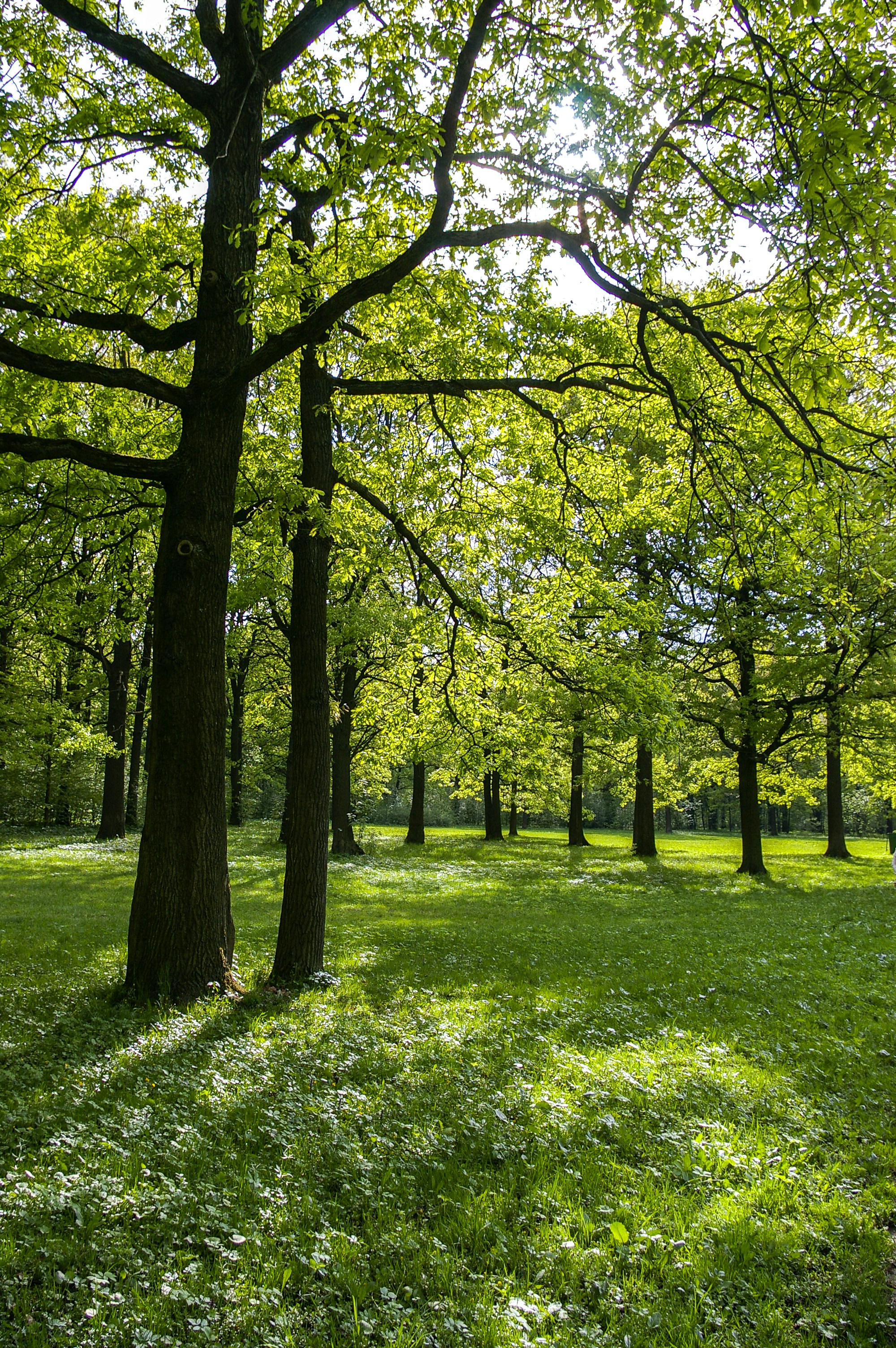 Lush green trees casting intricate shadows on a sunlit meadow, showcasing the vibrant life of a tranquil forest.