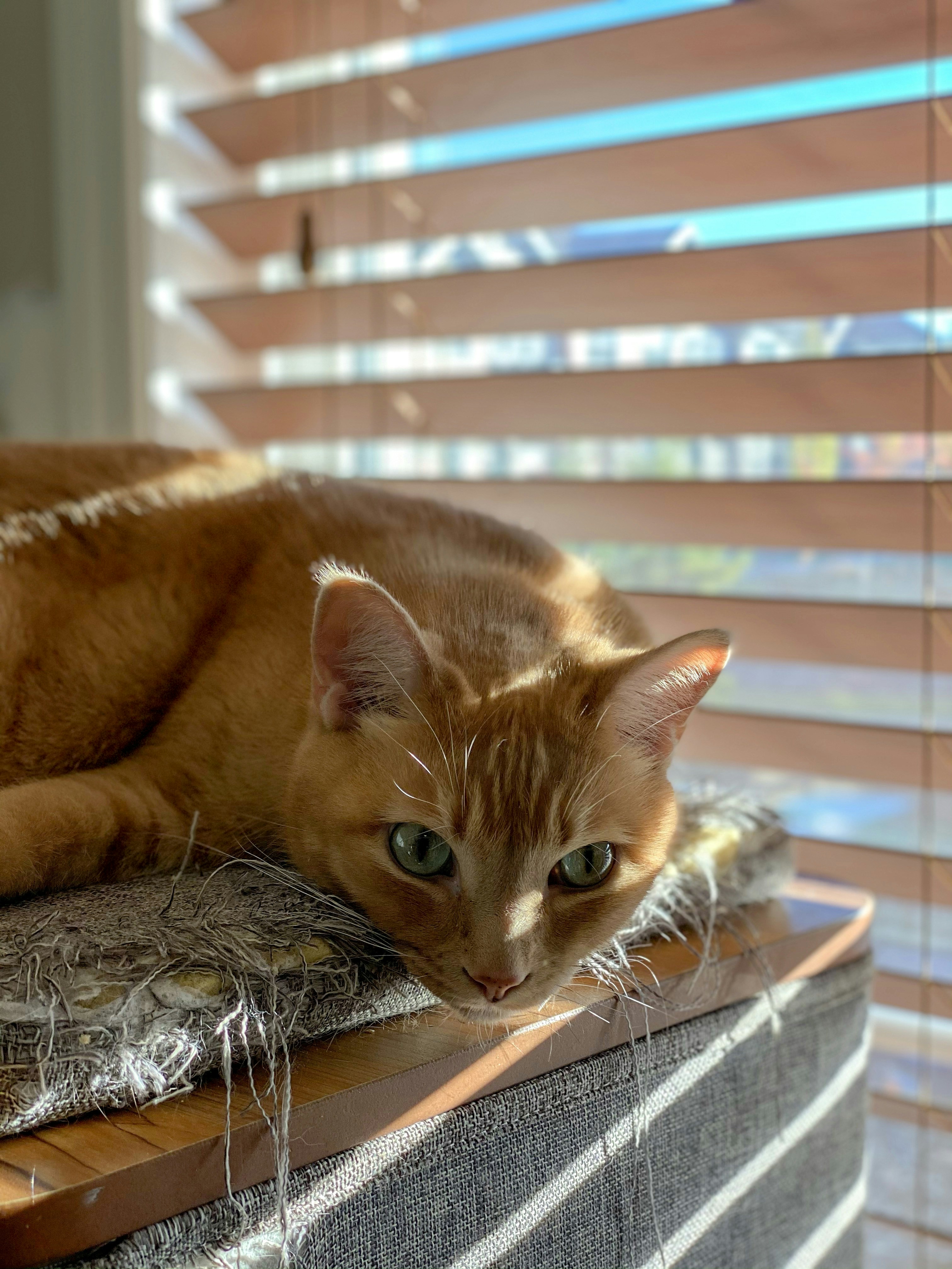 orange tabby cat lying on gray textile