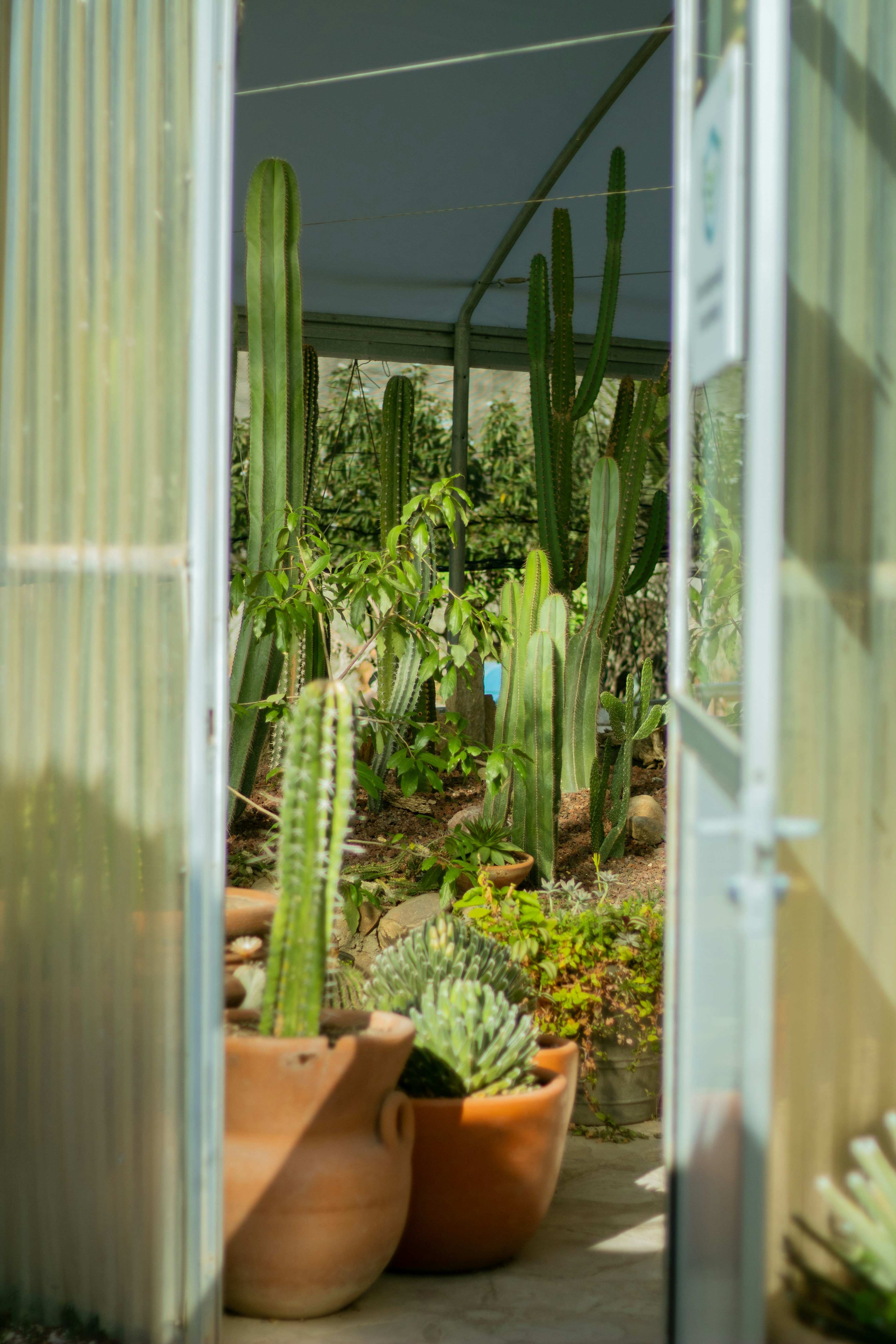 View through an open door revealing a lush arrangement of cacti and succulents in terracotta pots, set within a greenhouse environment.