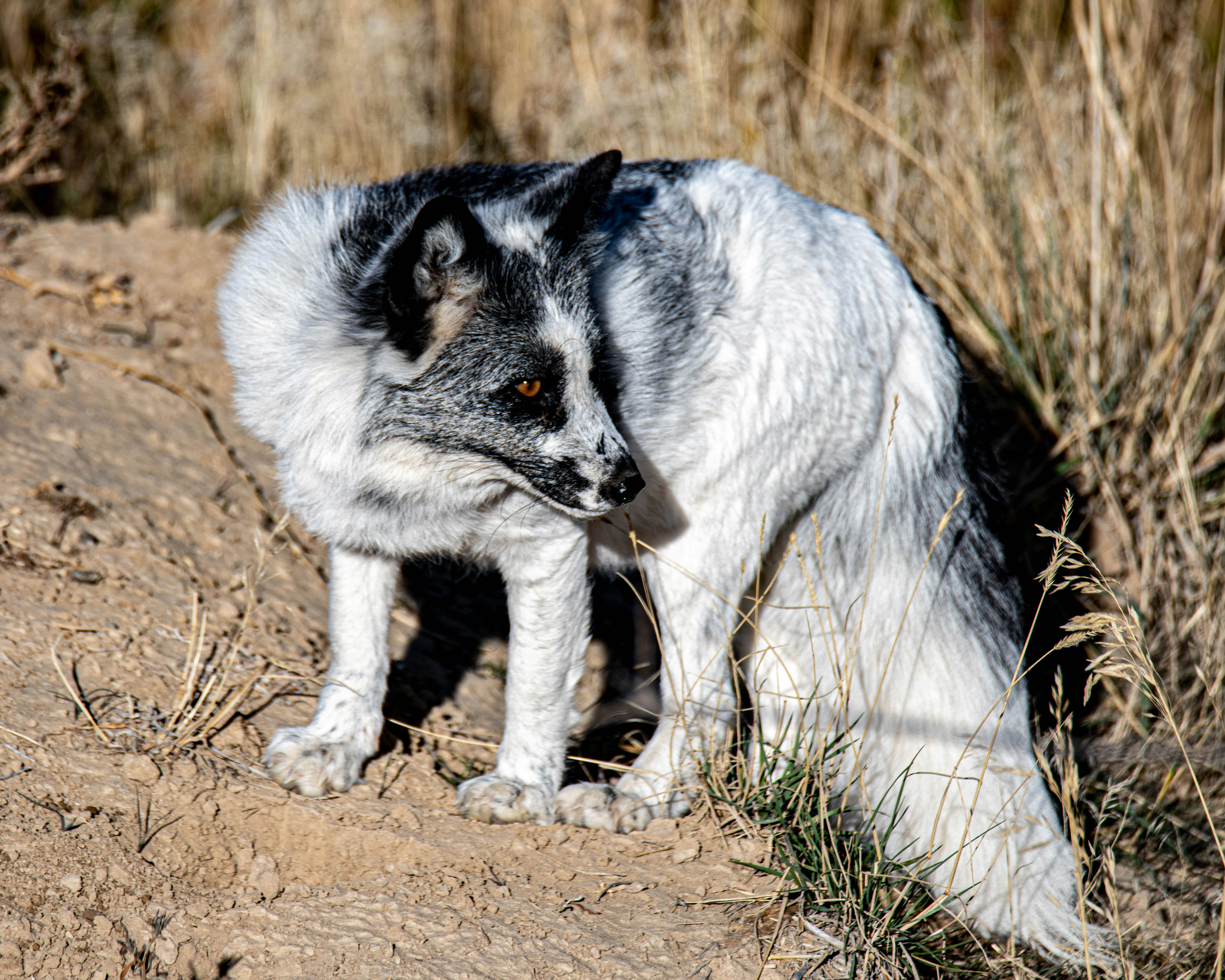 A striking black and white arctic fox stands alert on a rugged terrain, surrounded by dry grass and earth. Its unique coat contrasts beautifully with the natural backdrop.