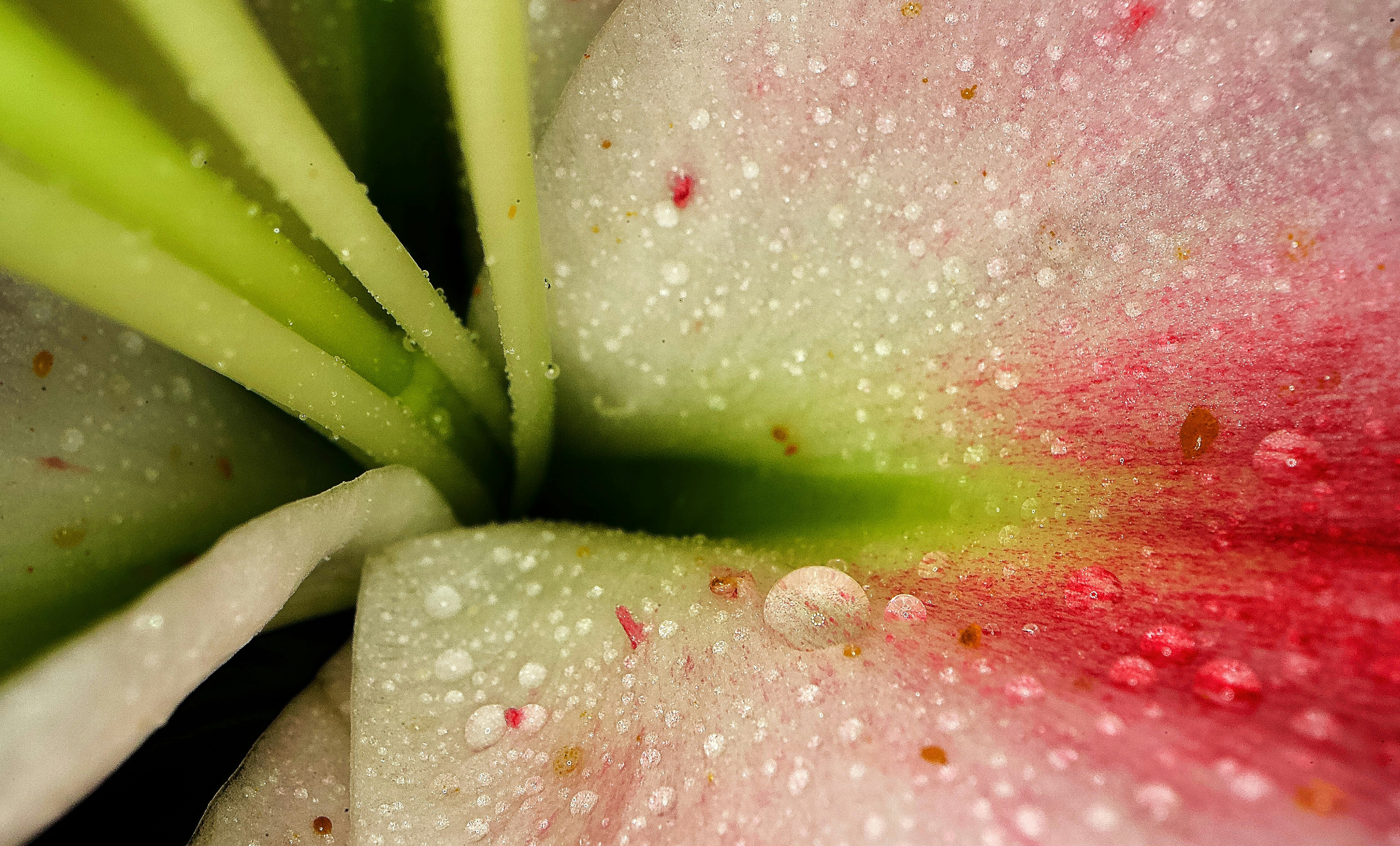 Dew at the Fold: Macro Portrait of a Green-Speckled Leaf Edge