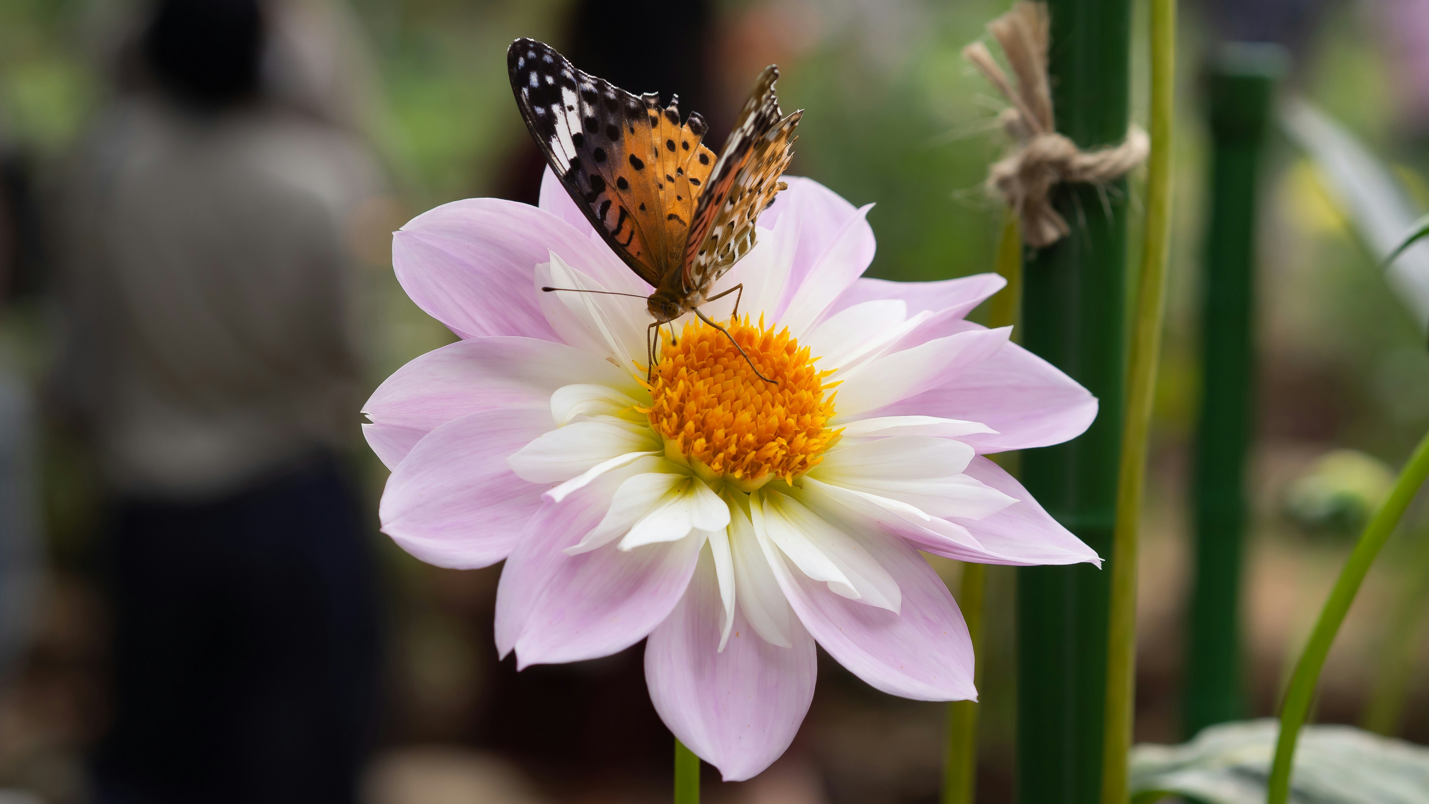 Painted Lady on a Pink Dahlia: a Quiet Macro Moment