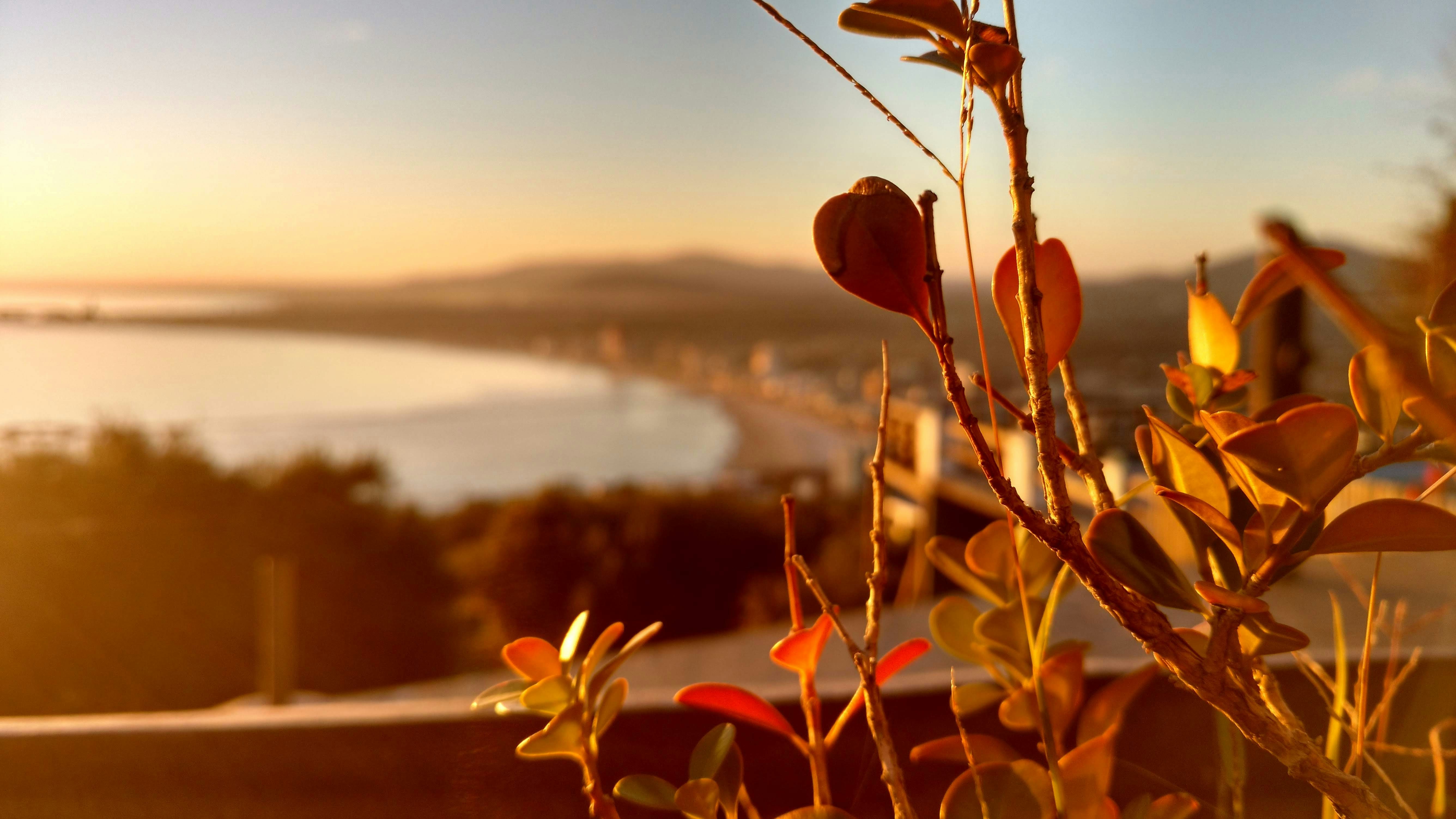 Red leaves near body of water during daytime photo – Free Wallpaper ...