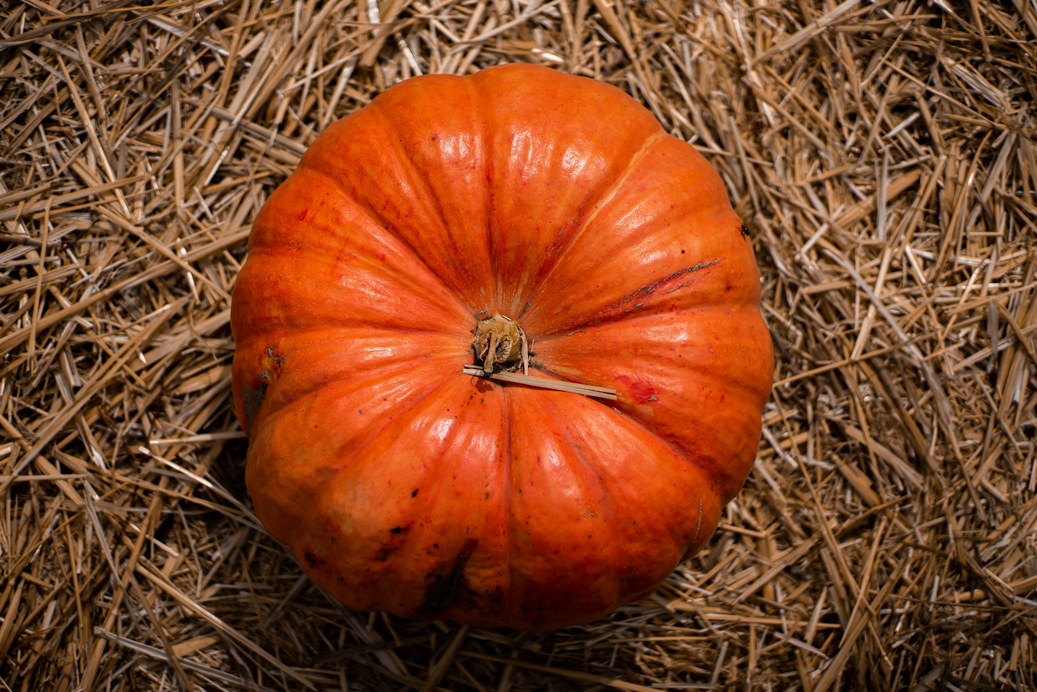 orange pumpkin on brown grass