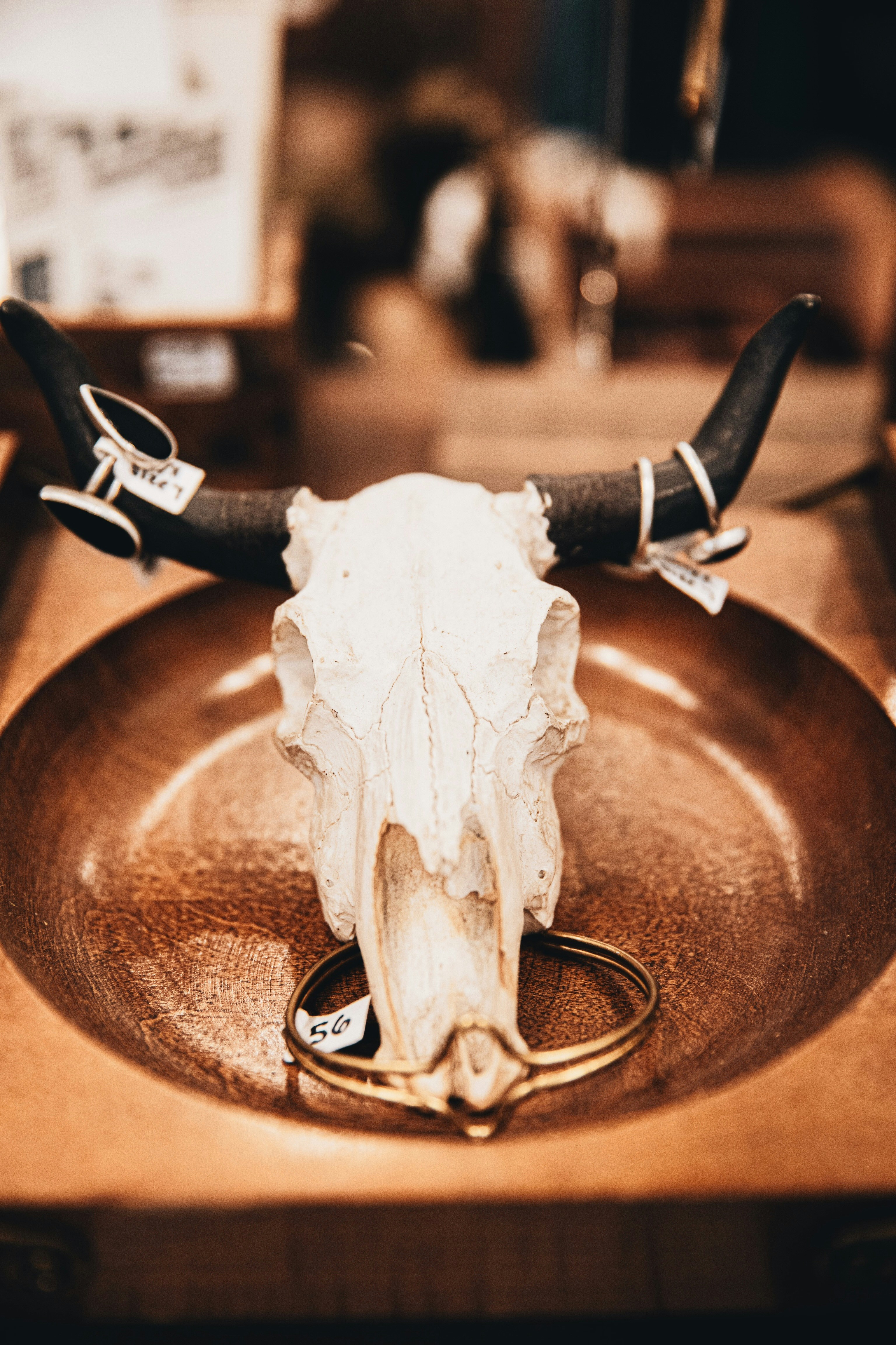 Amber Still Life: Horned Skull Resting in a Copper Basin
