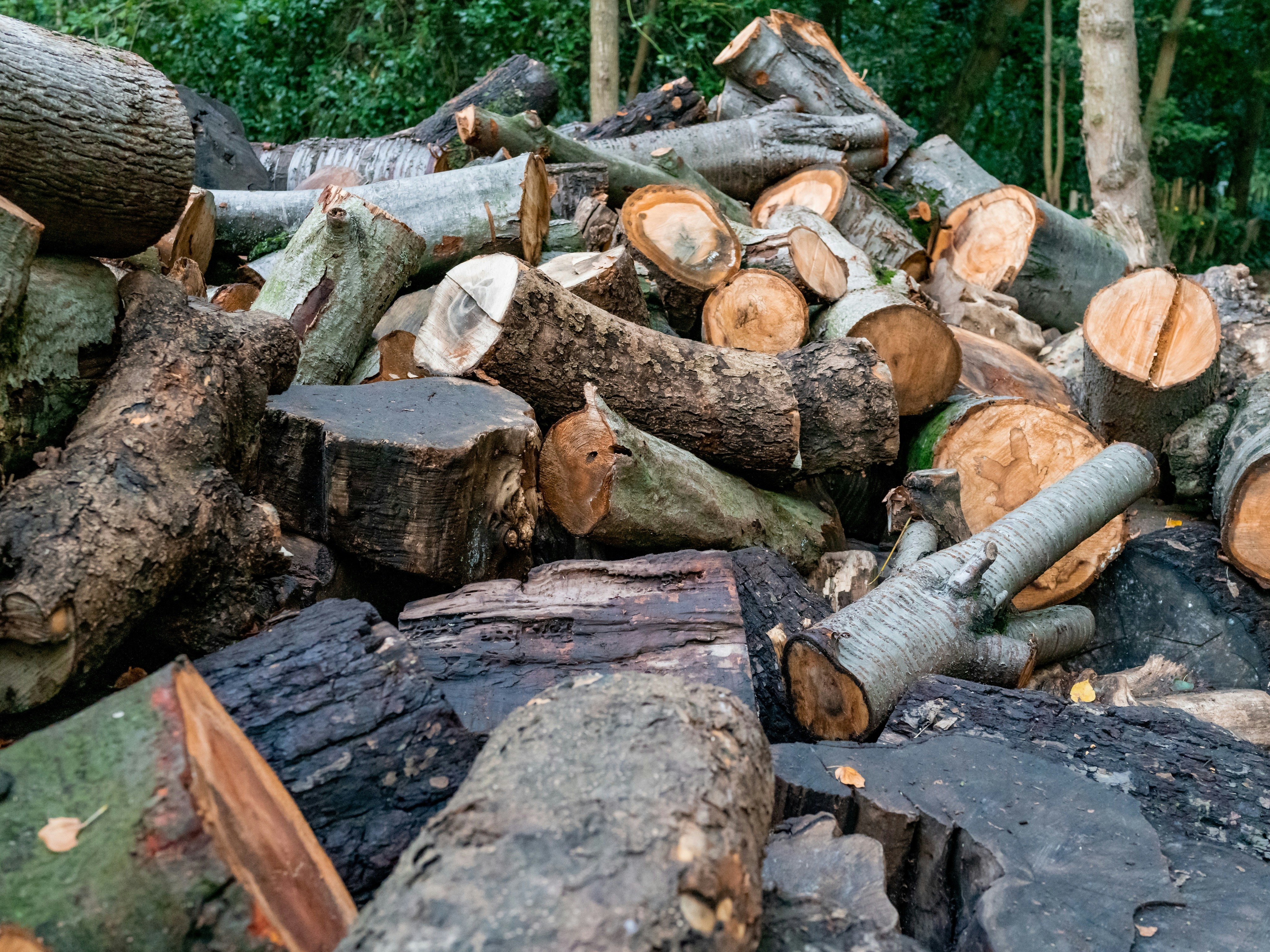 Brown and gray wood logs photo – Free Holland park Image on Unsplash