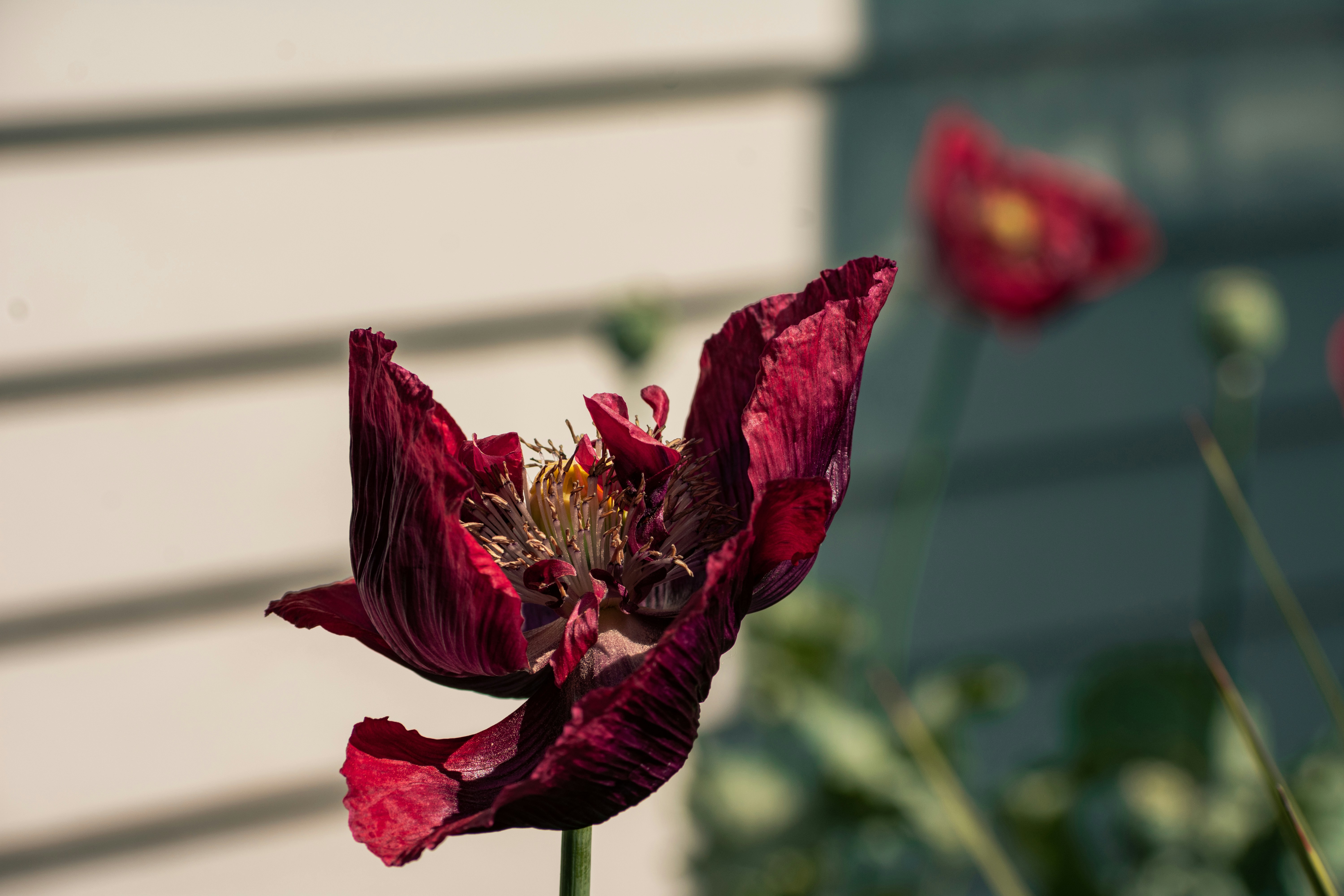 red poppy