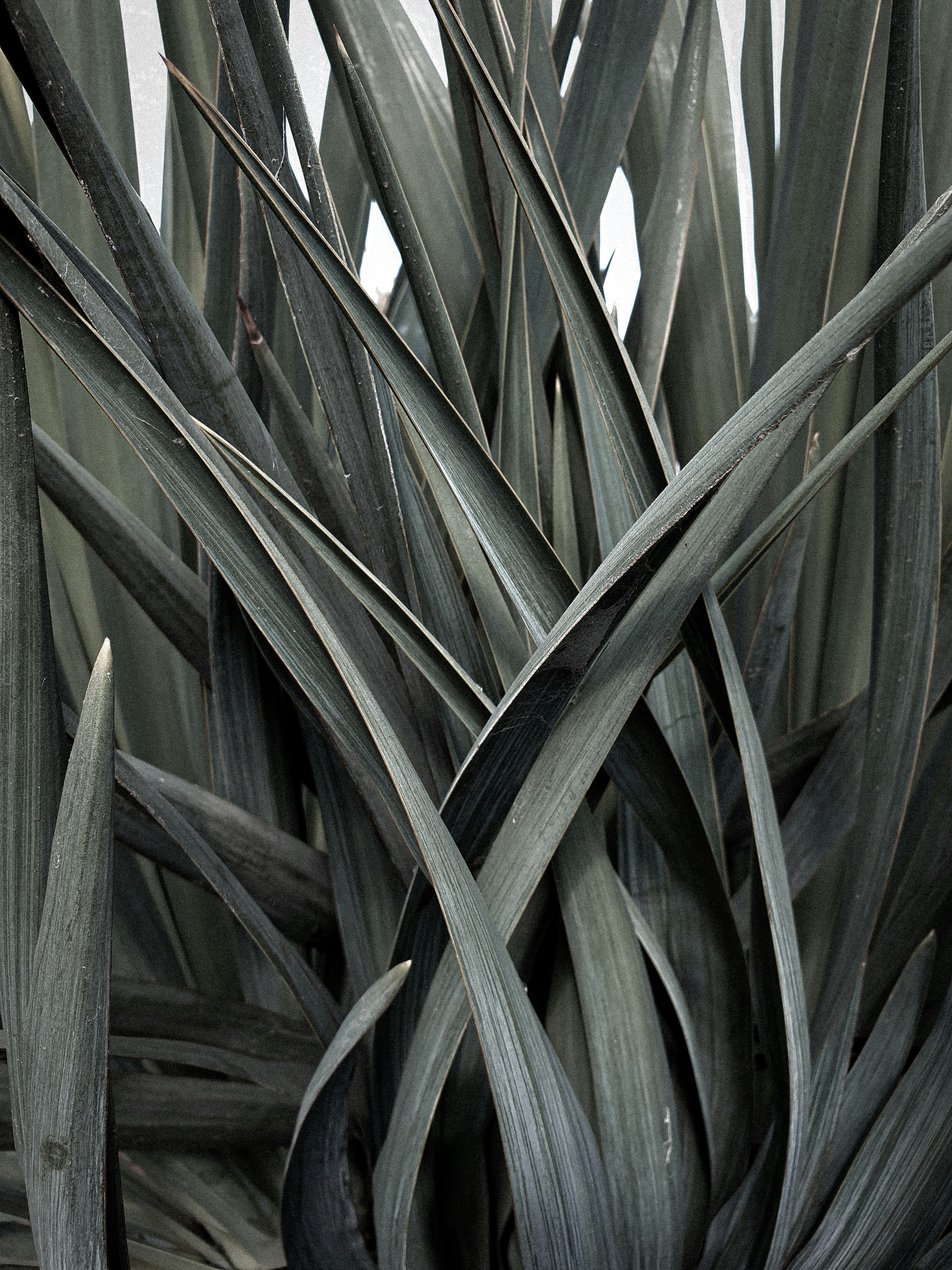 Interwoven Blu-Grey Leaves: a monochrome macro study