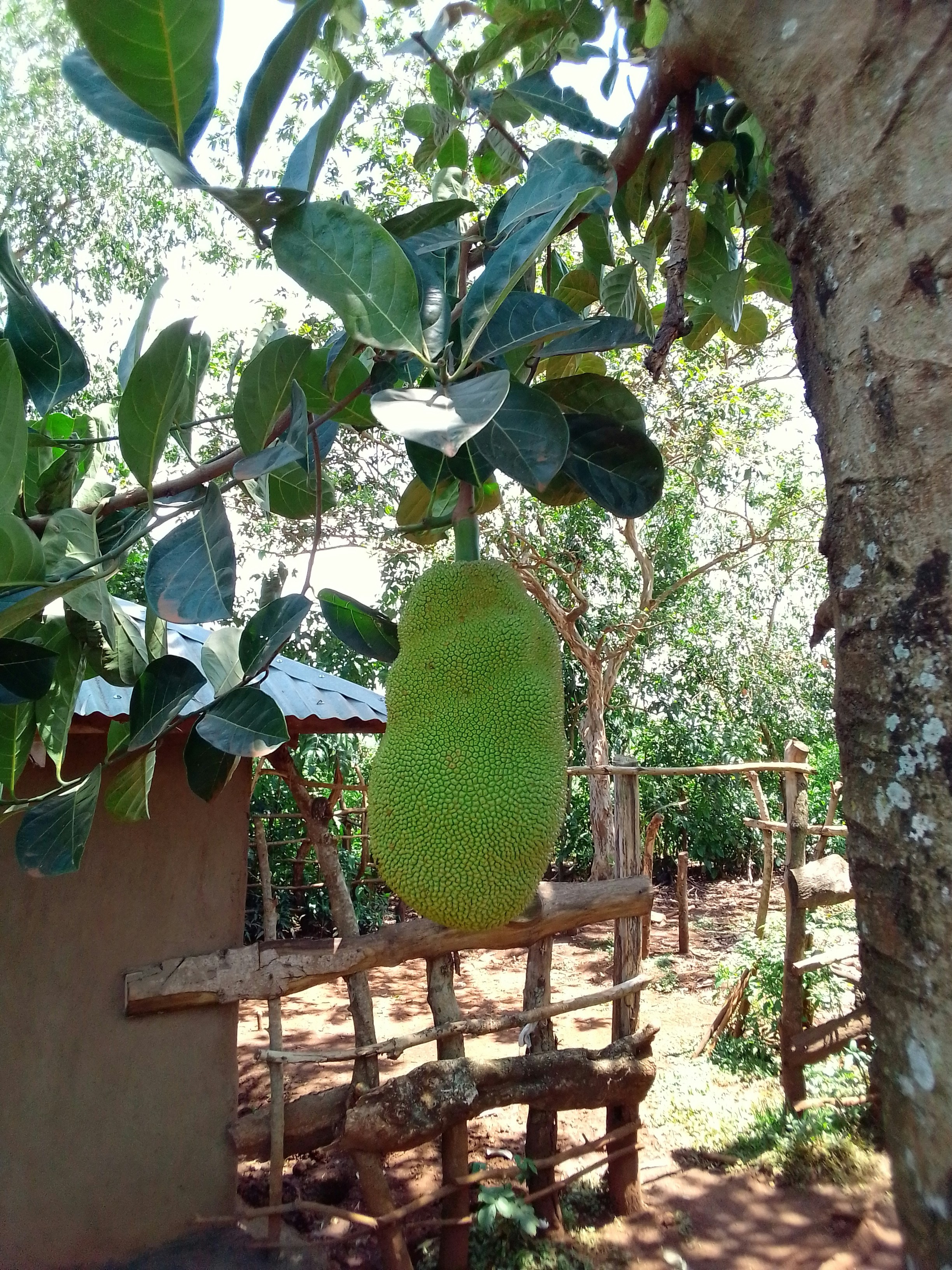 Exploring Jackfruit Trees: A Sustainable Meat Alternative