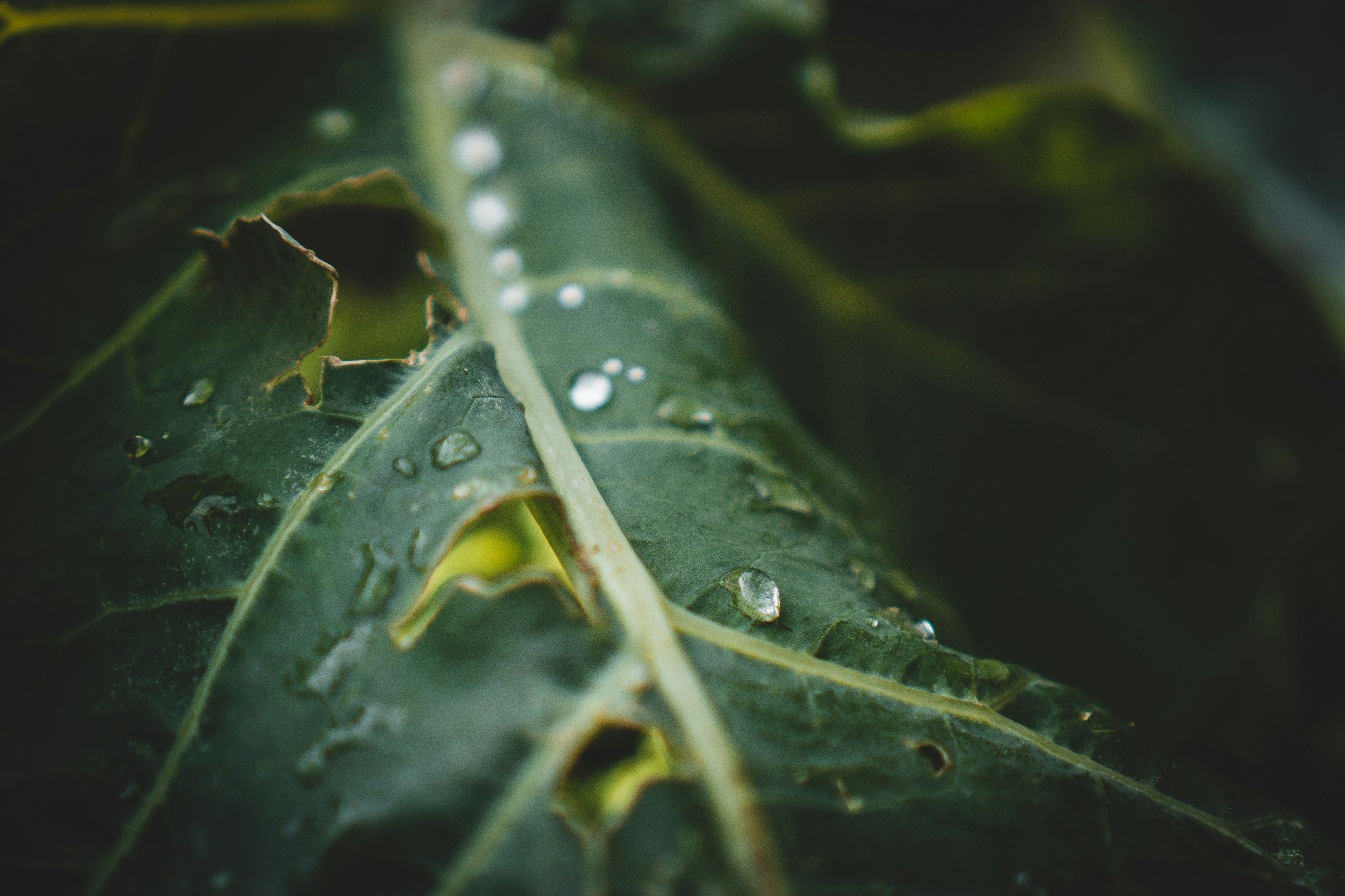 Close-up of a textured green leaf adorned with droplets of water, showcasing the intricate details of nature's resilience.
