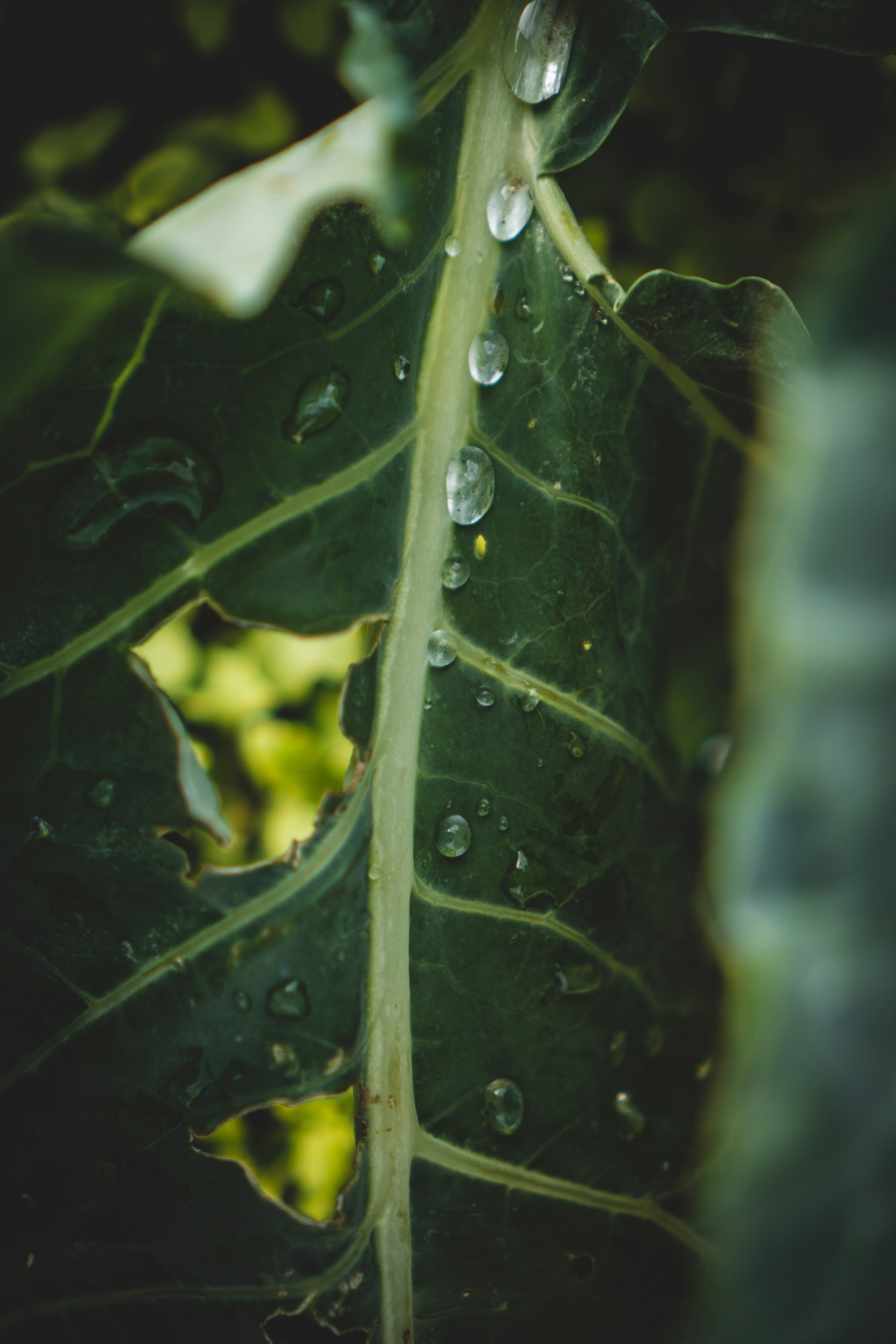 green leaf plant with water droplets