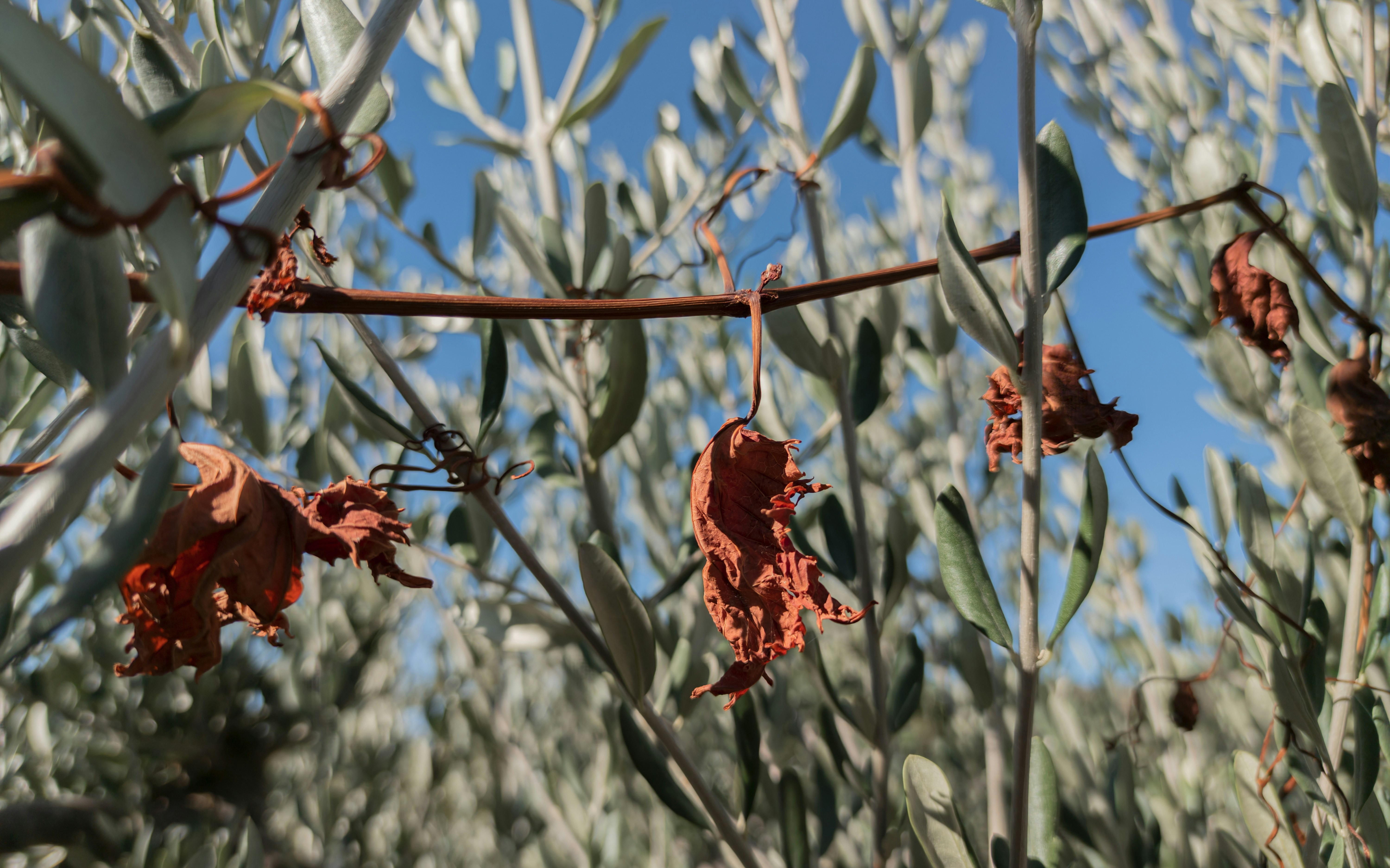 Dried, crinkled leaves cling to a slender branch amidst a backdrop of vibrant green foliage and a clear blue sky.