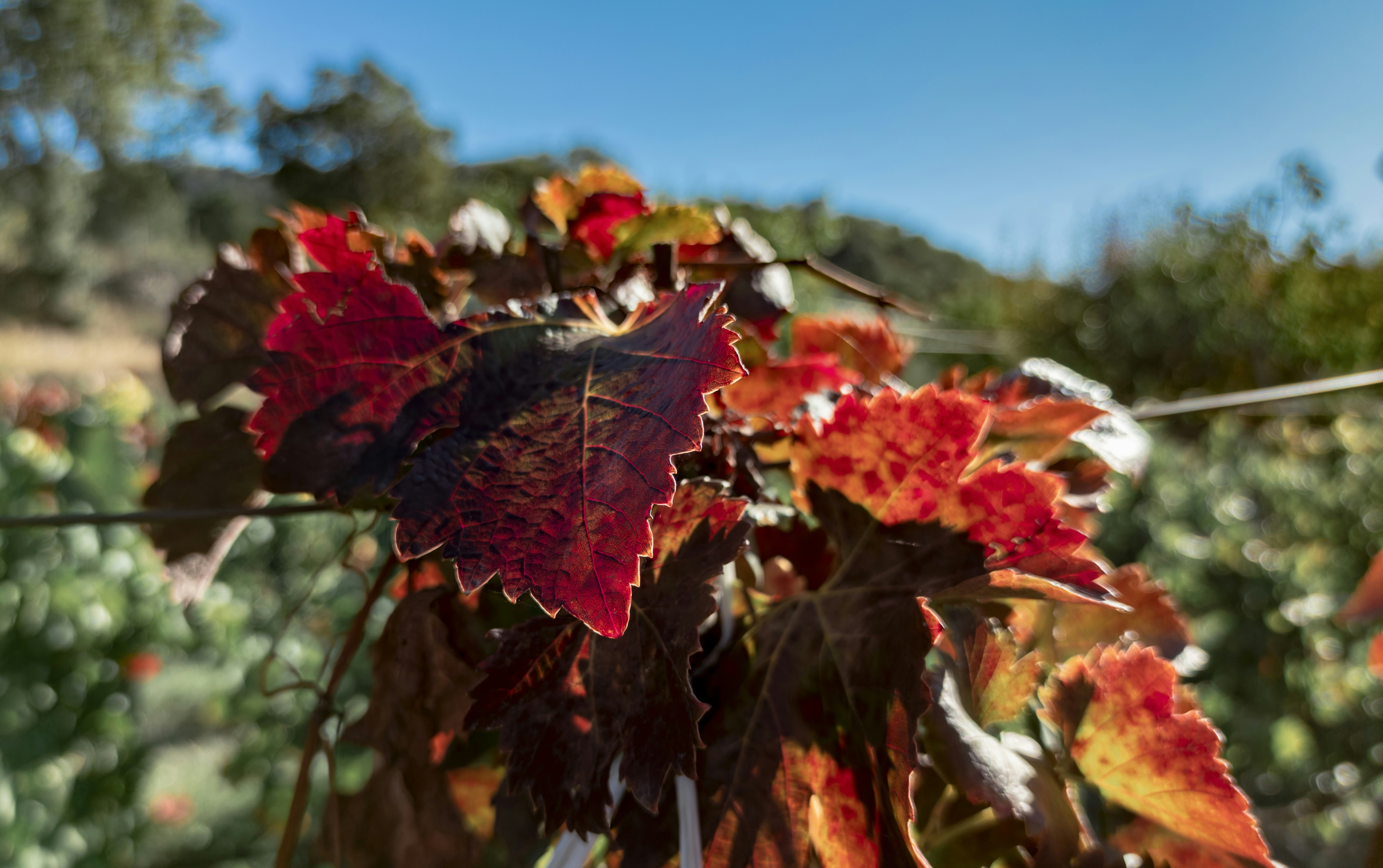 Autumn Tapestry: Vine Leaves Basking in Sunlit Scarlet