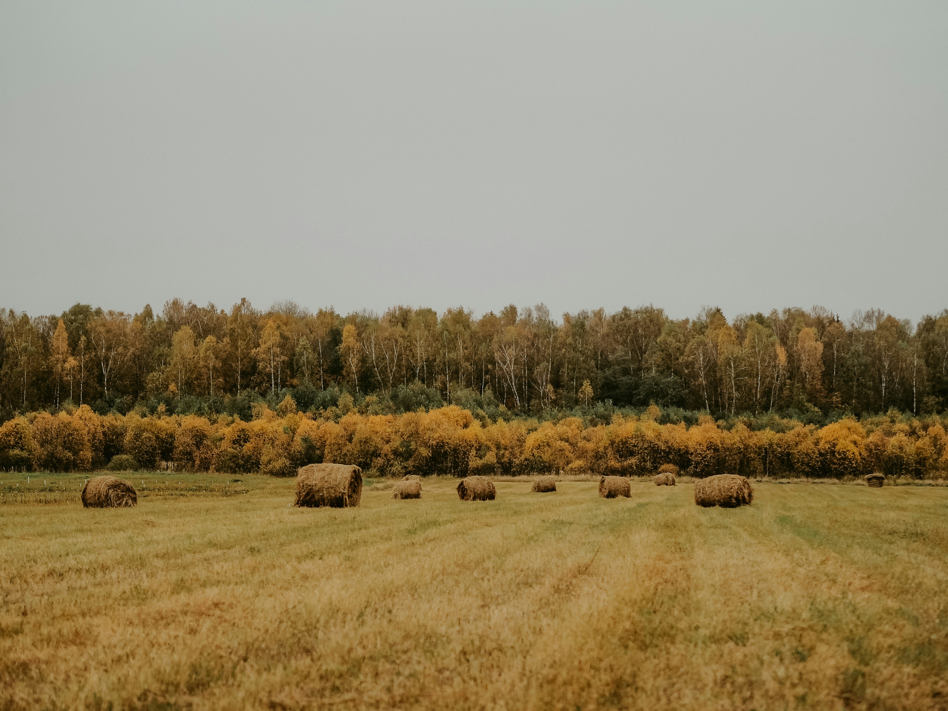 brown grass field under white sky during daytime