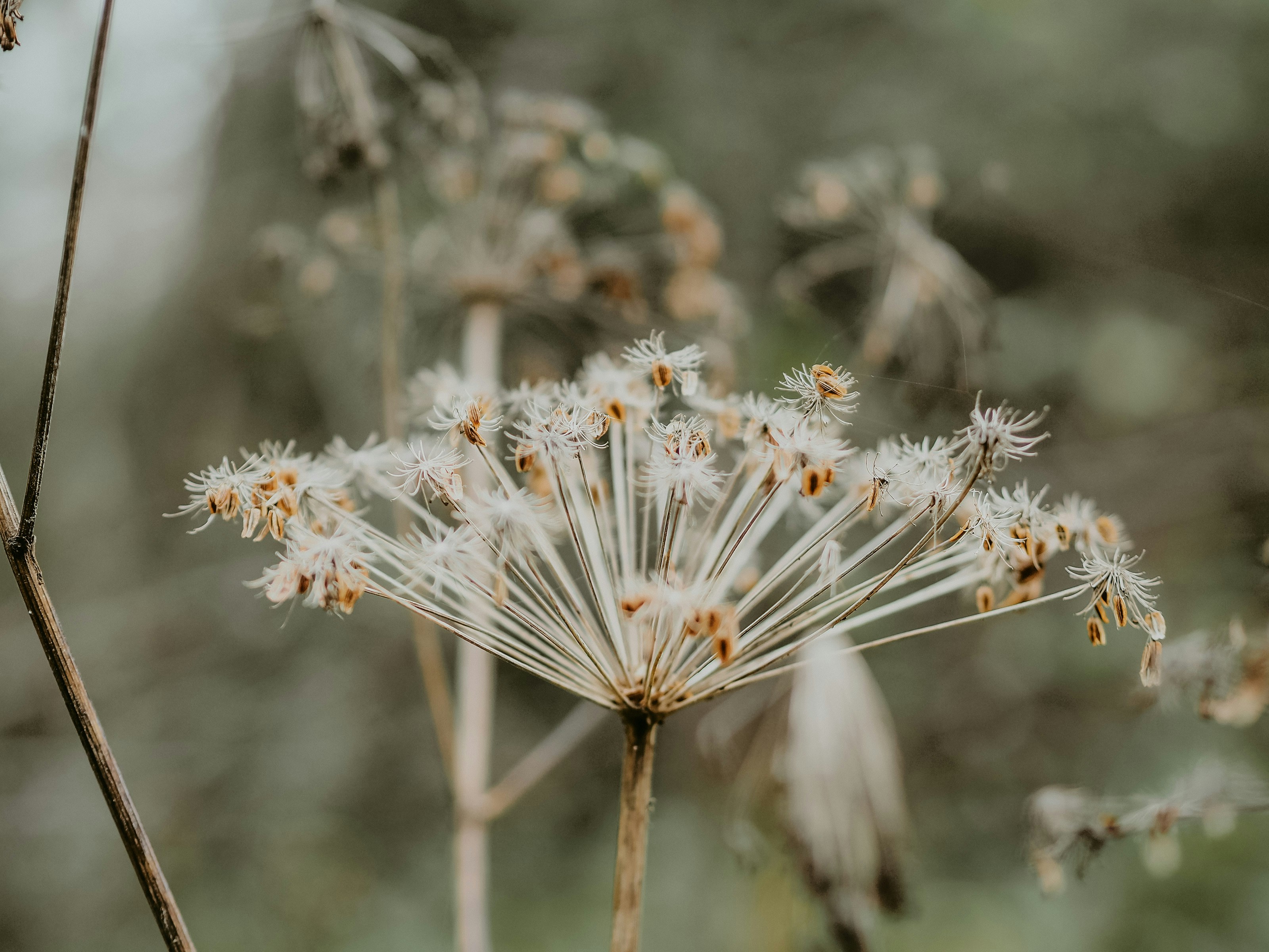white dandelion in close up photography