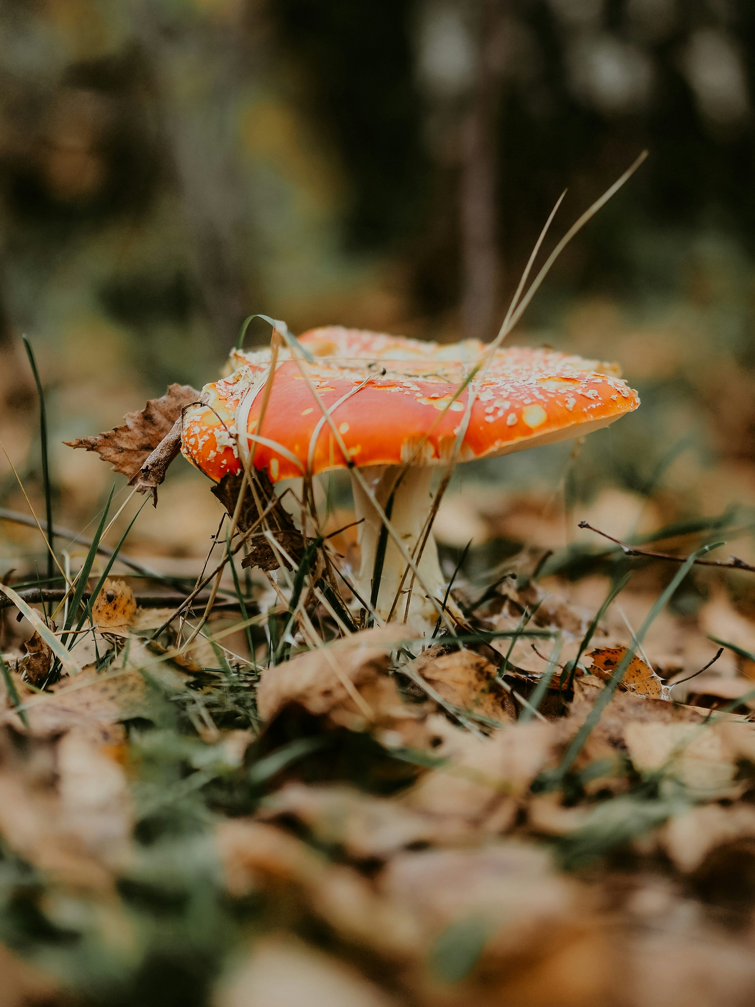 Vibrant red mushroom with white spots emerging from a bed of fallen leaves and grass, embodying the essence of autumn's beauty.