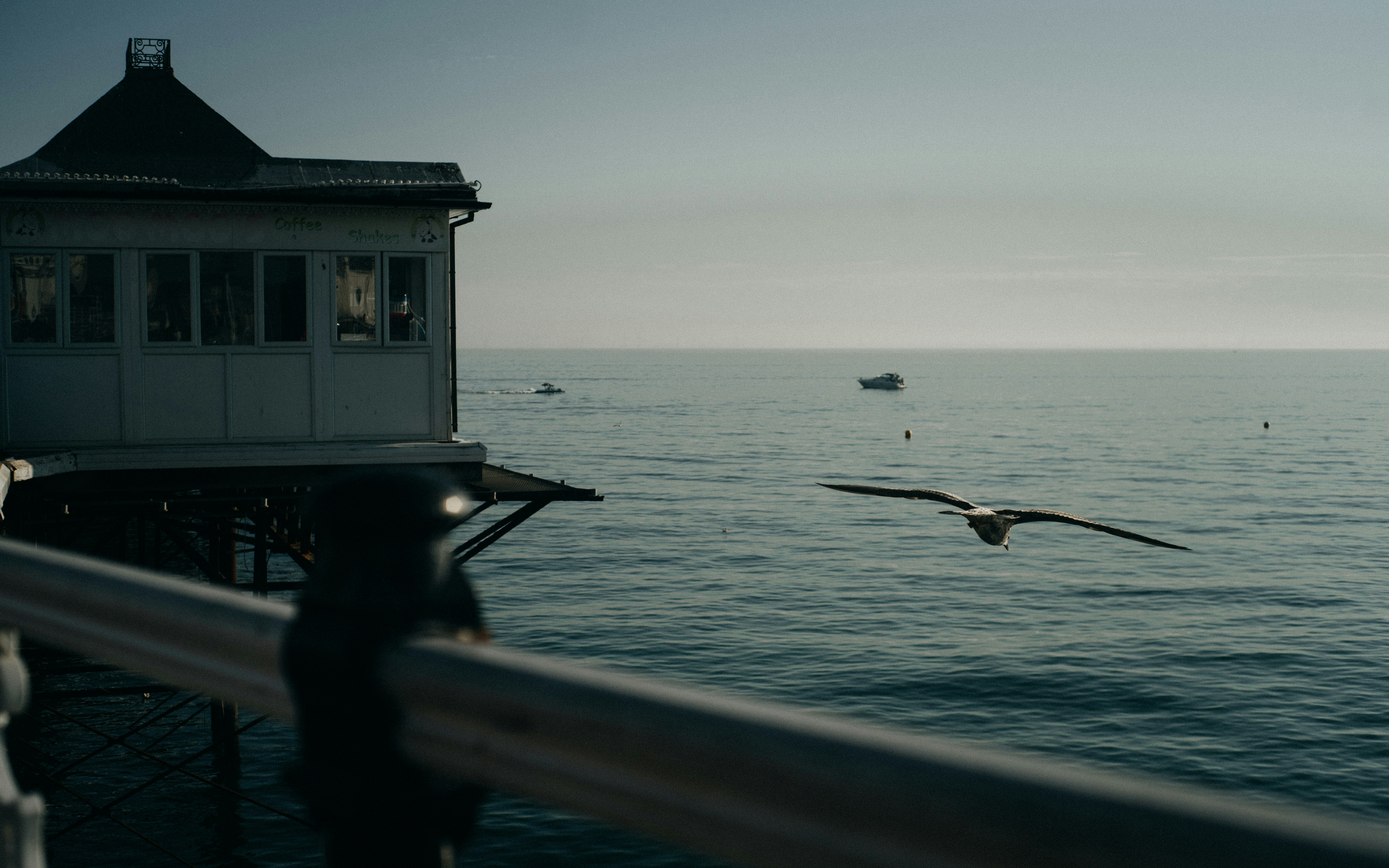 Seagull gliding gracefully over calm waters near a coastal structure at dawn.