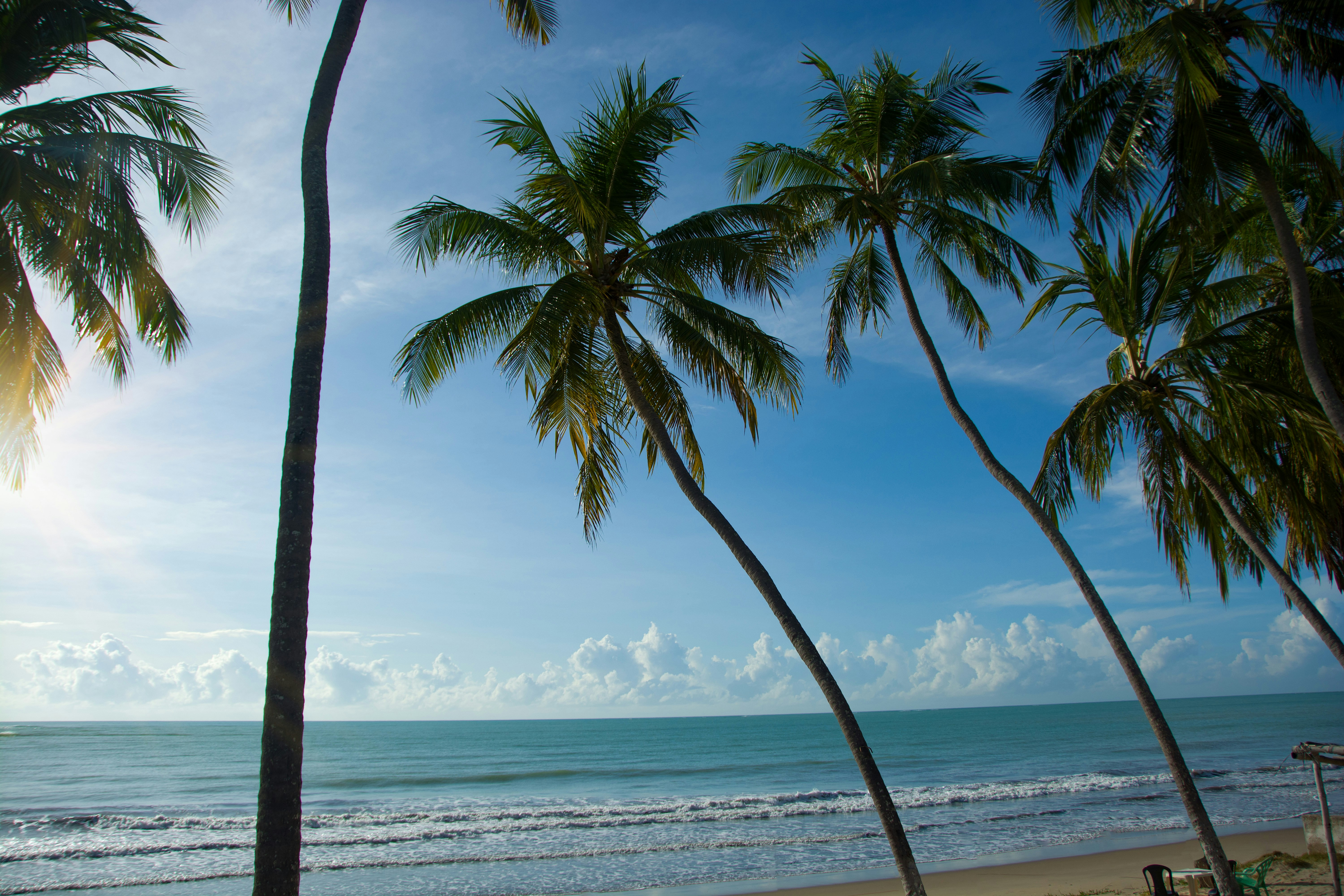 Coconut tree near sea during daytime photo – Free Beach Image on Unsplash