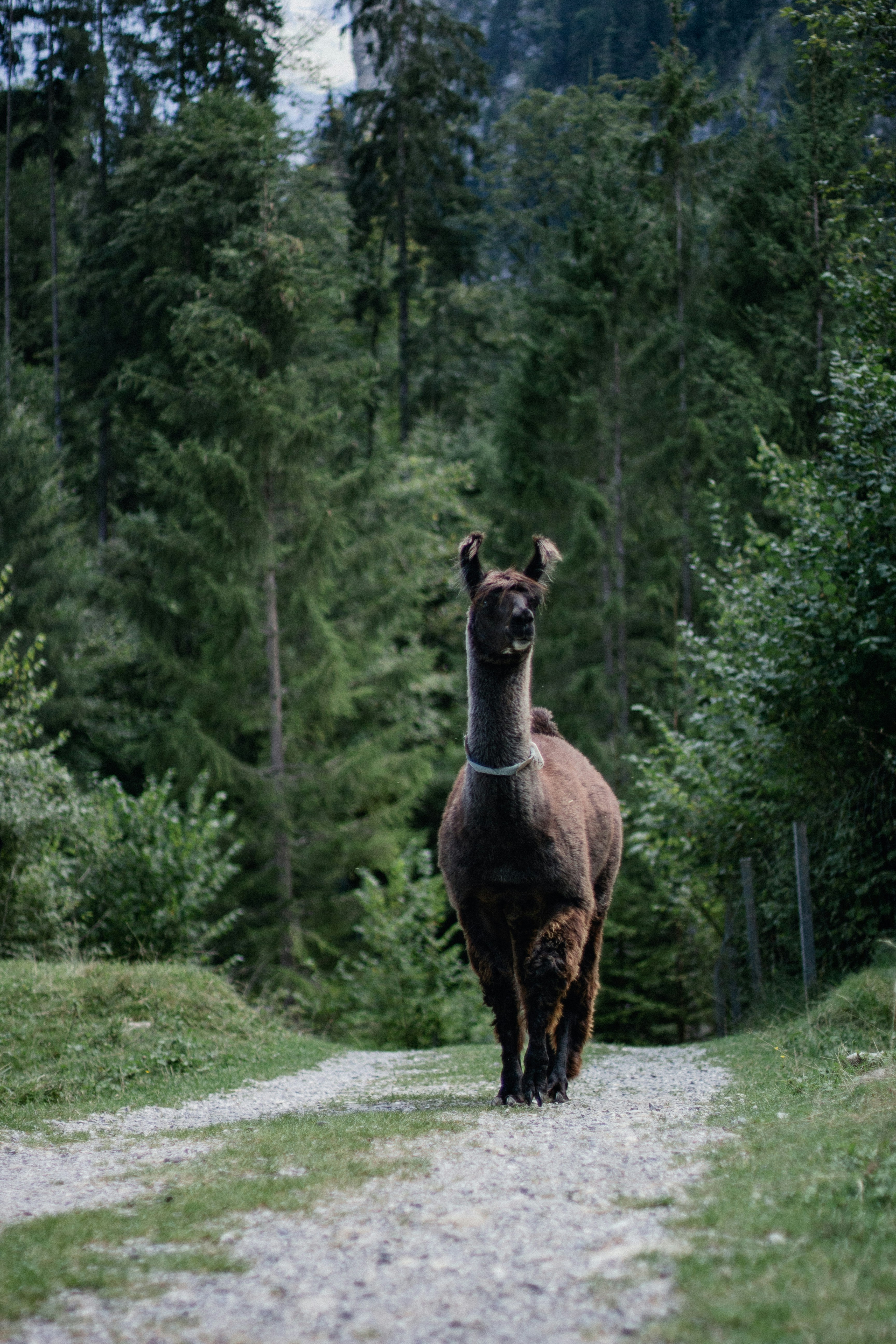Forest Trail Butcher: A Llama Stroll Down the Path