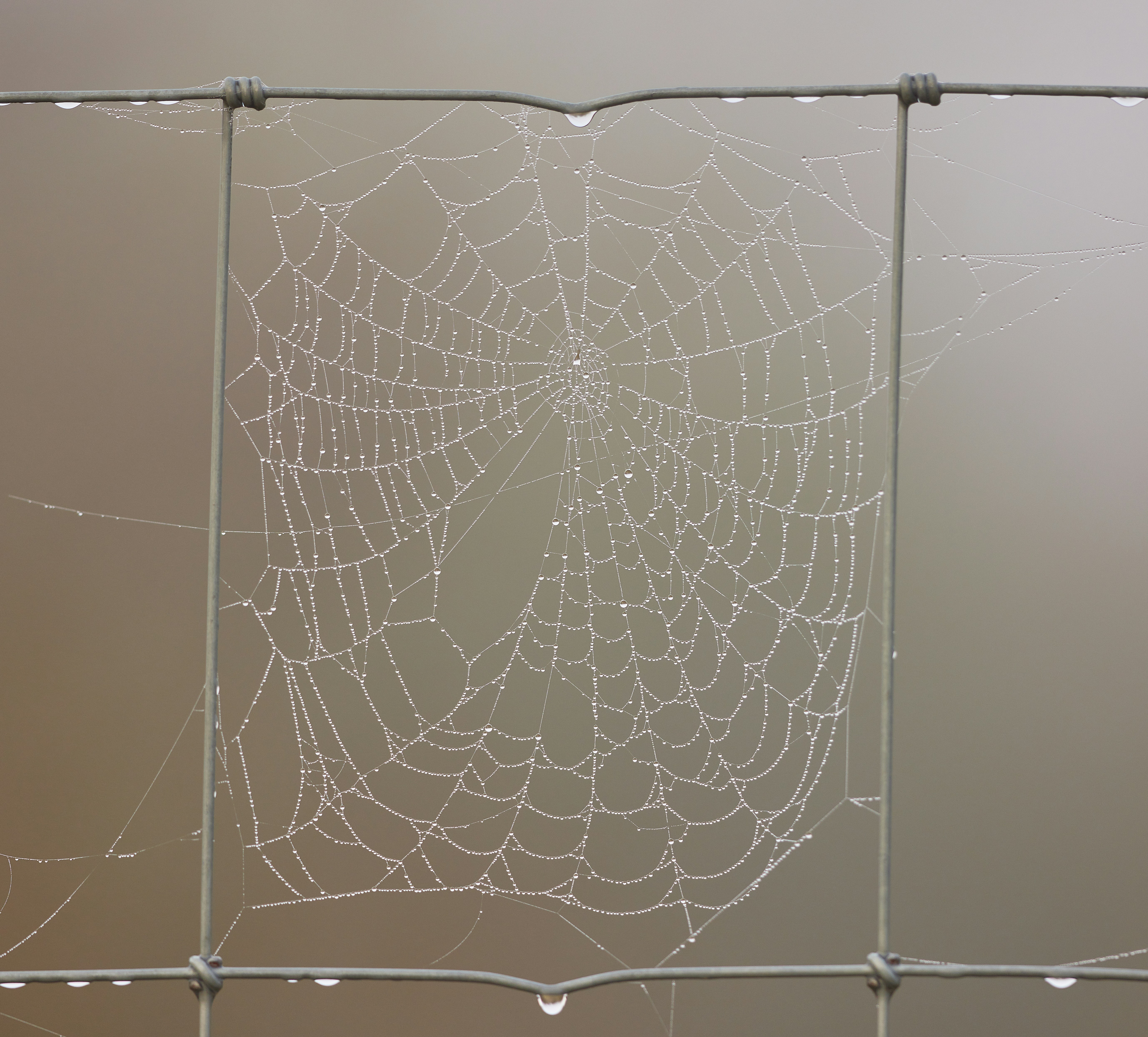 A finely woven spider web adorned with dewdrops, suspended in a gentle haze. The intricate patterns showcase nature's artistry.
