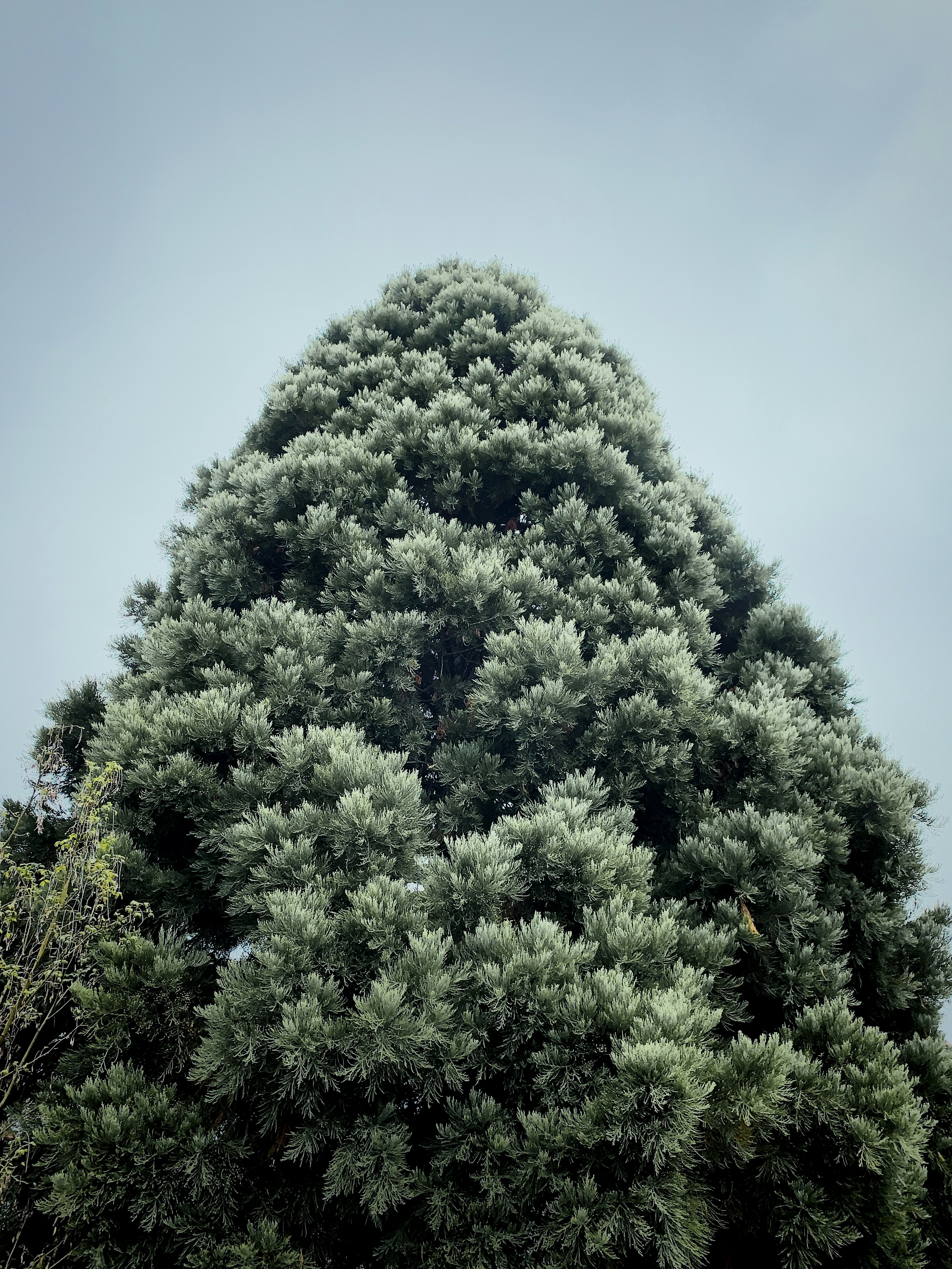 Cone-Shaped Evergreen: A Dense Canopy Reaches Toward a Pale Sky
