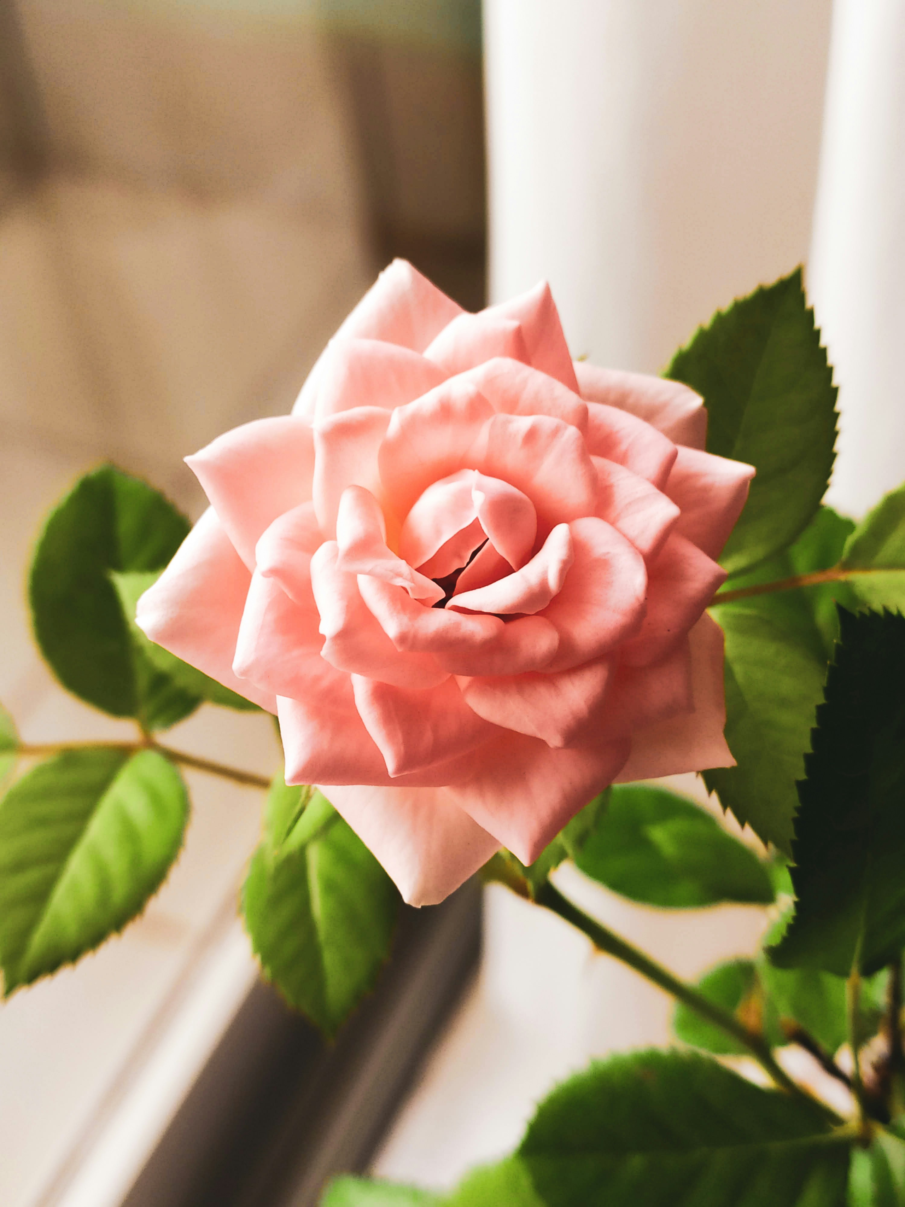Soft Petal Spotlight: a Close-up of a Pink Rose by the Window