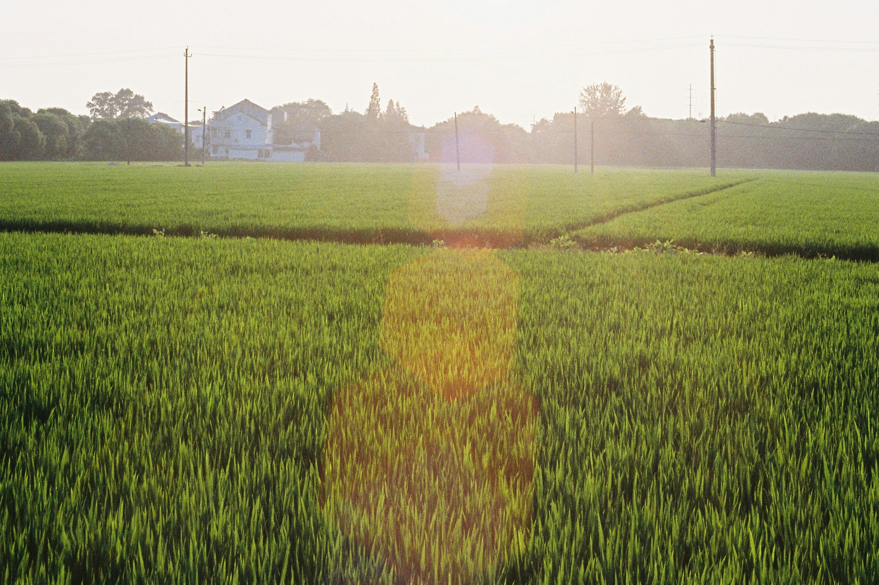 Vibrant green rice fields stretch under a soft morning light, with distant houses and utility poles marking the horizon.
