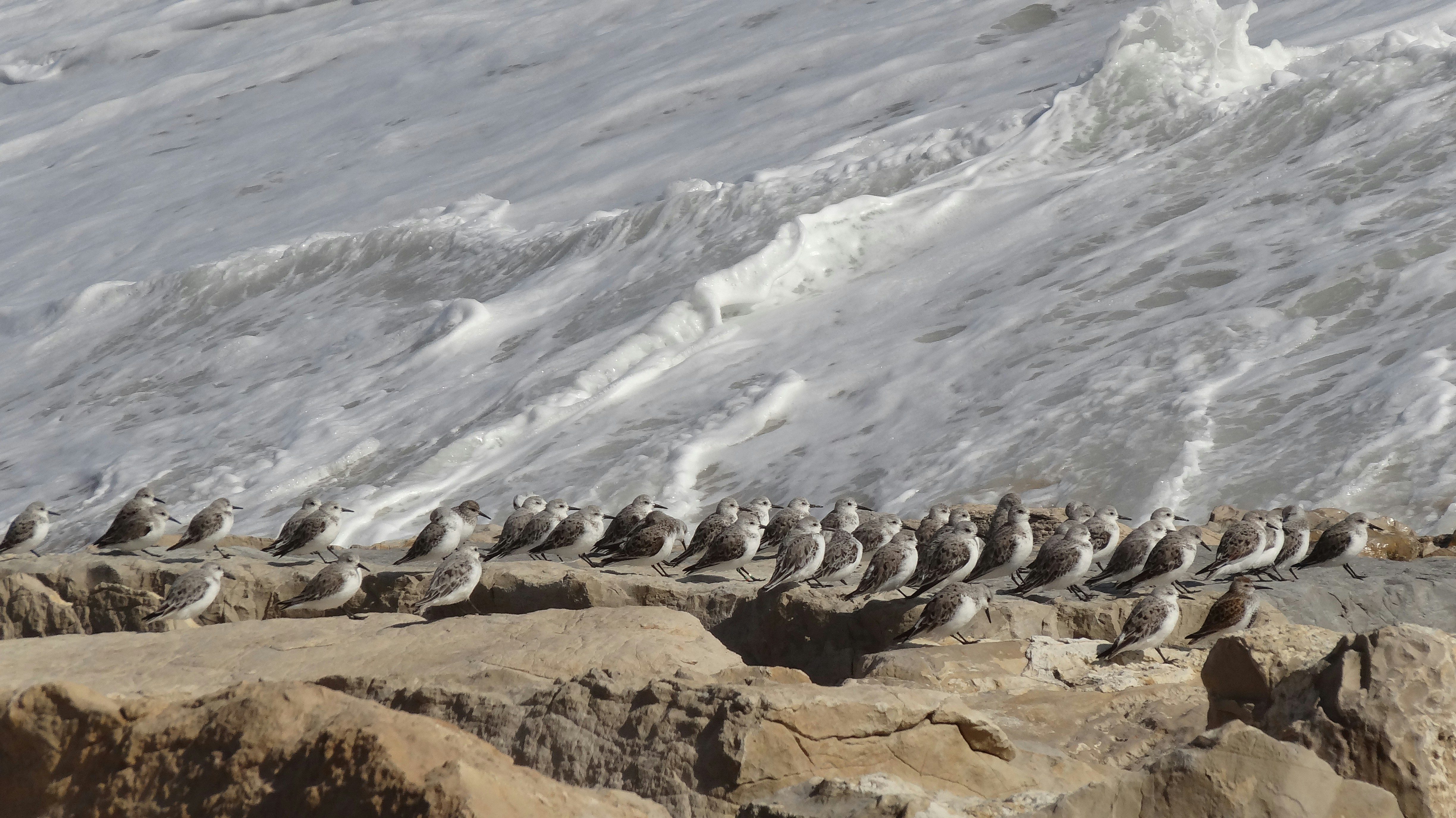 Herd of Seabirds Along a Rocky Shore under Wind-Swept Snow