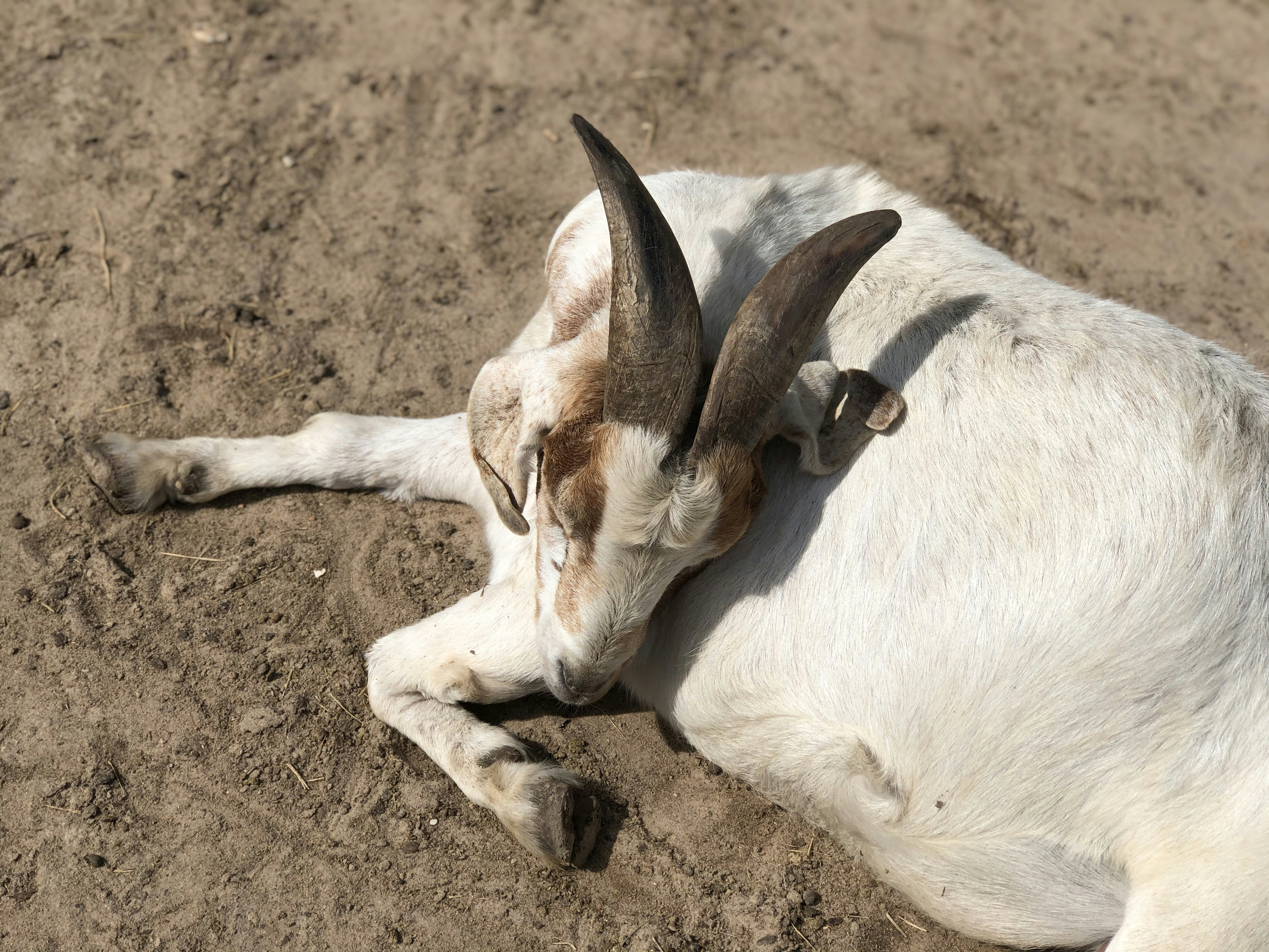 white and brown goat lying on brown soil