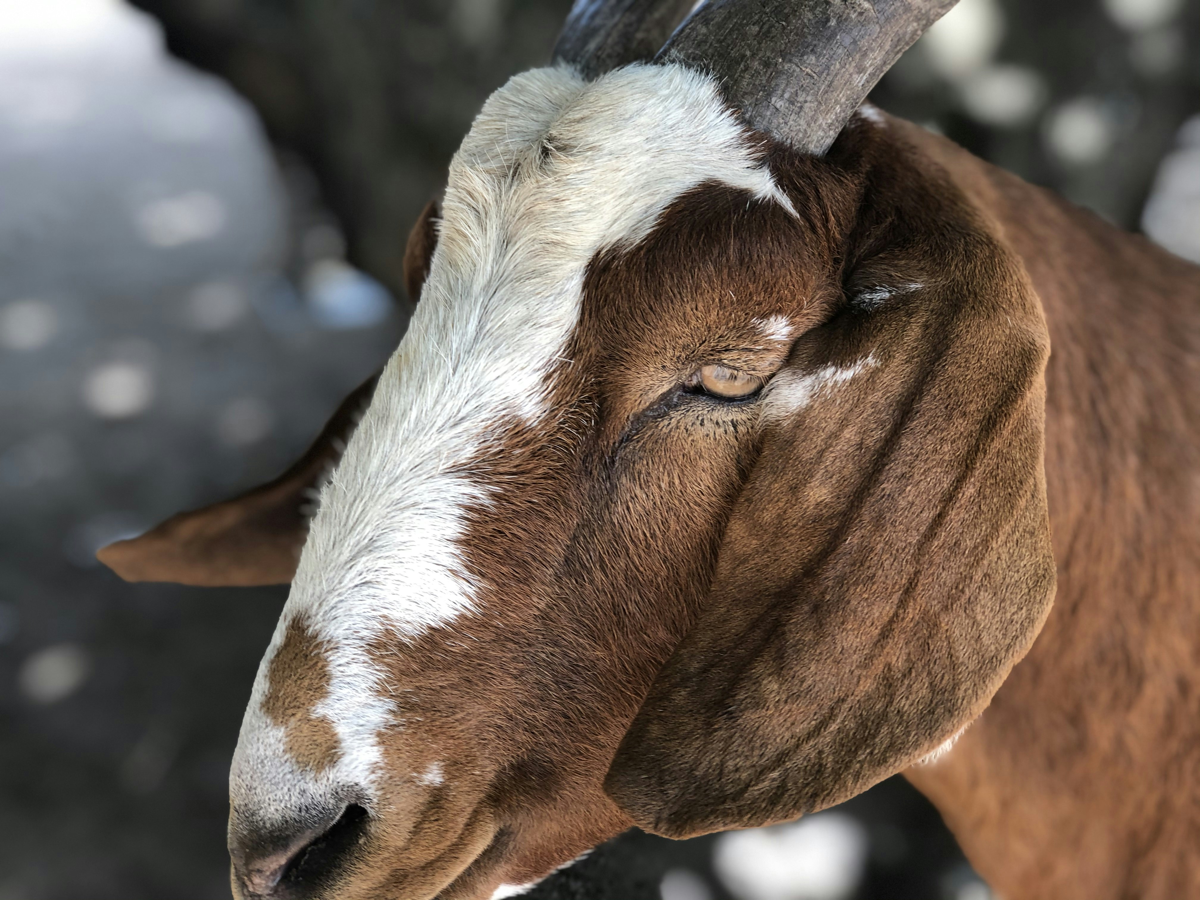 White Blaze Portrait: A Quiet Cow's Face in Soft Light
