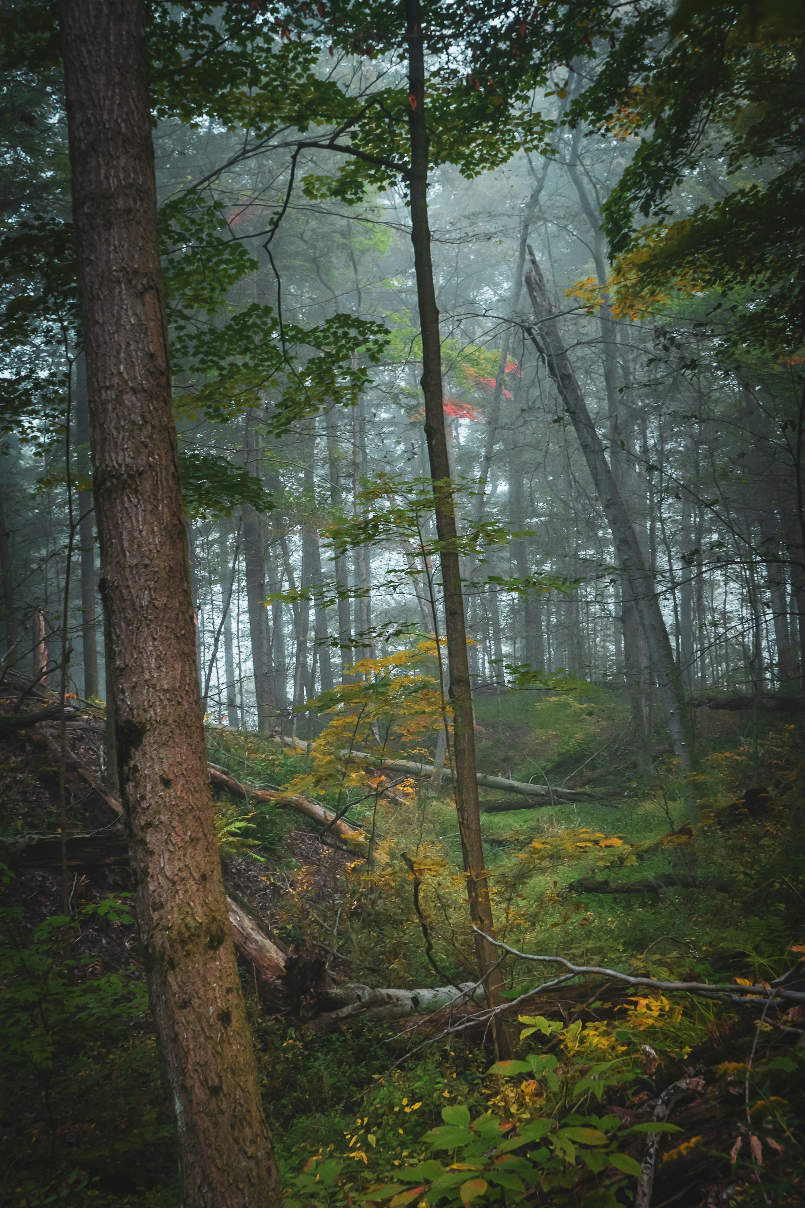 Mist-Rimmed Forest Threshold