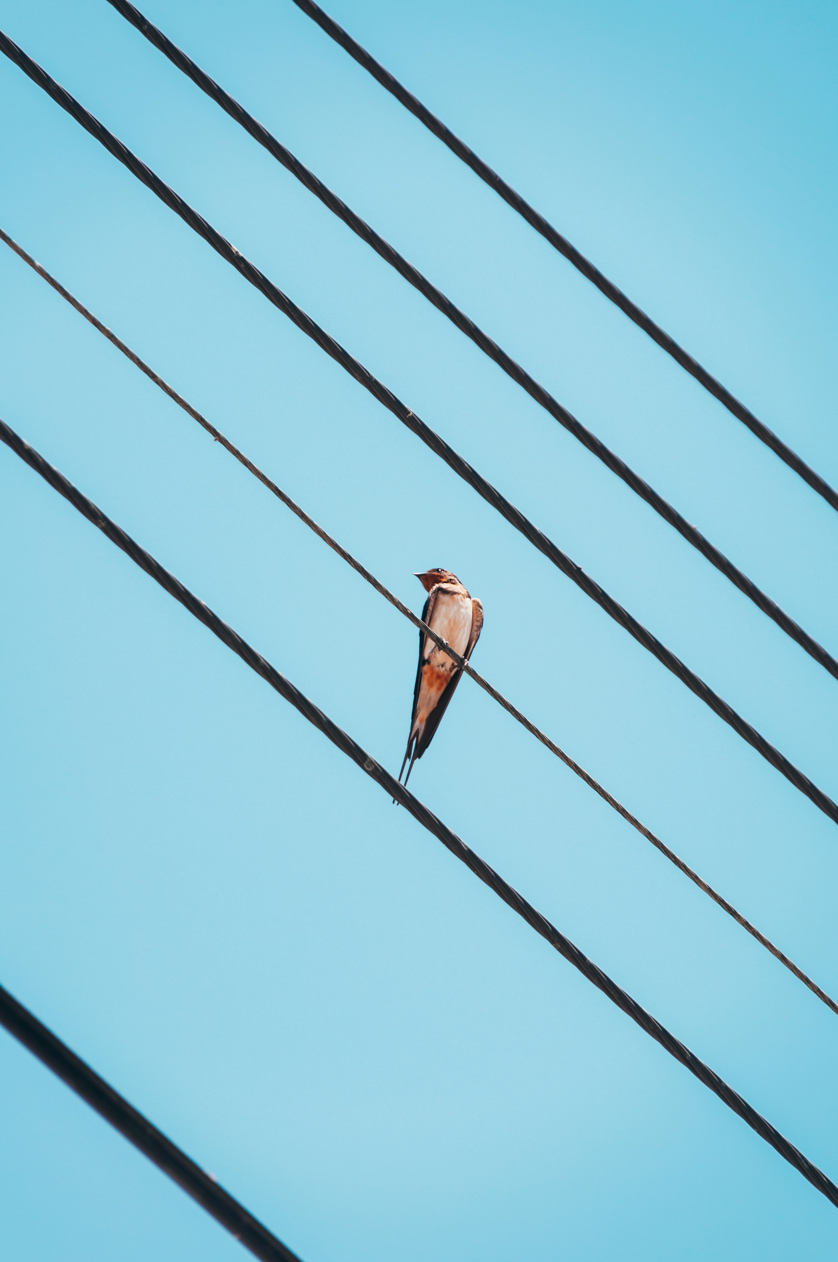 A solitary bird perched on a power line against a clear blue sky, showcasing its delicate features and colors.
