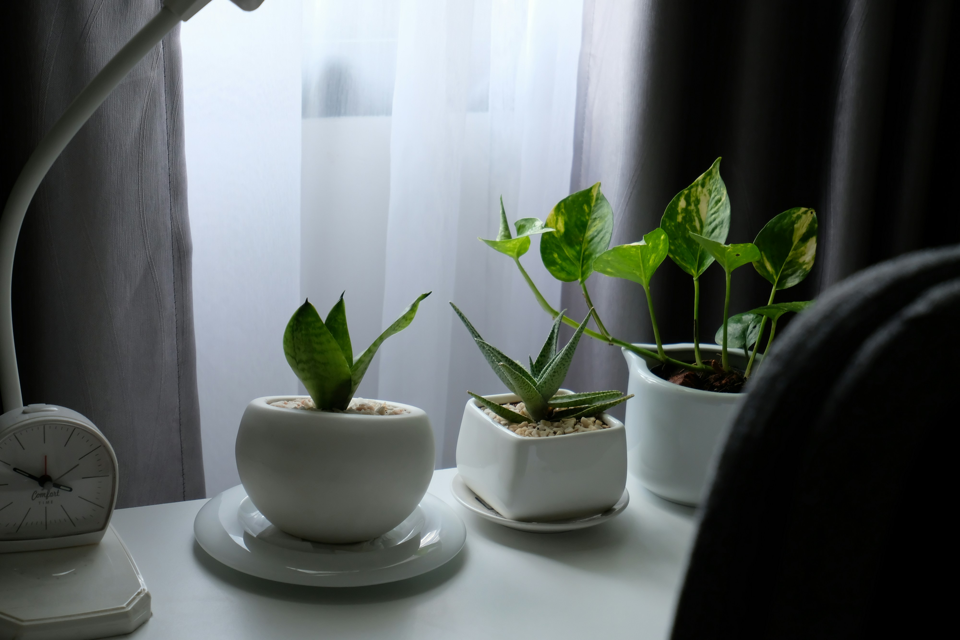 Three potted plants arranged on a desk, illuminated by soft natural light filtering through sheer curtains.