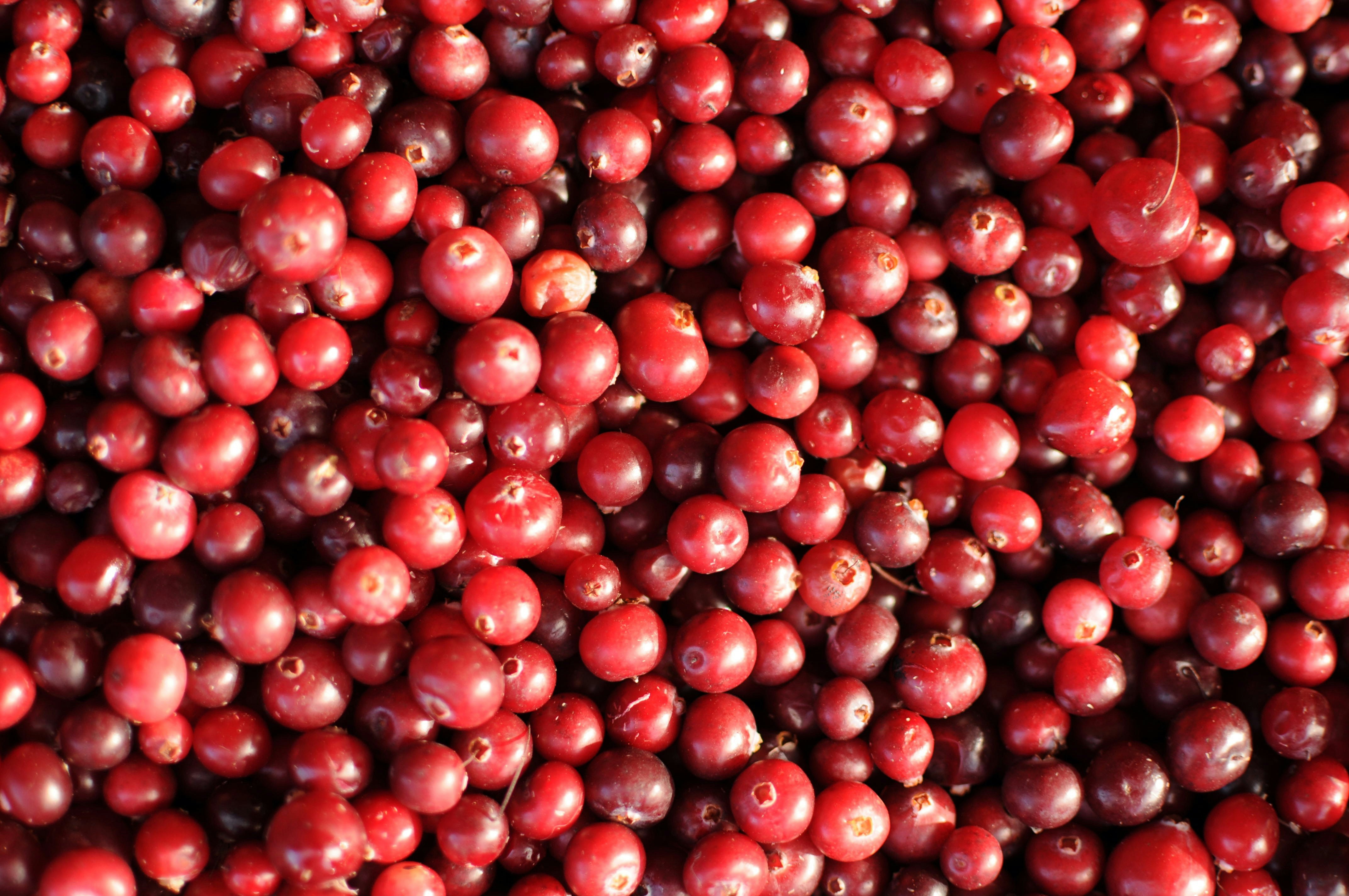 Cranberries Pictures | Download Free Images on Unsplash