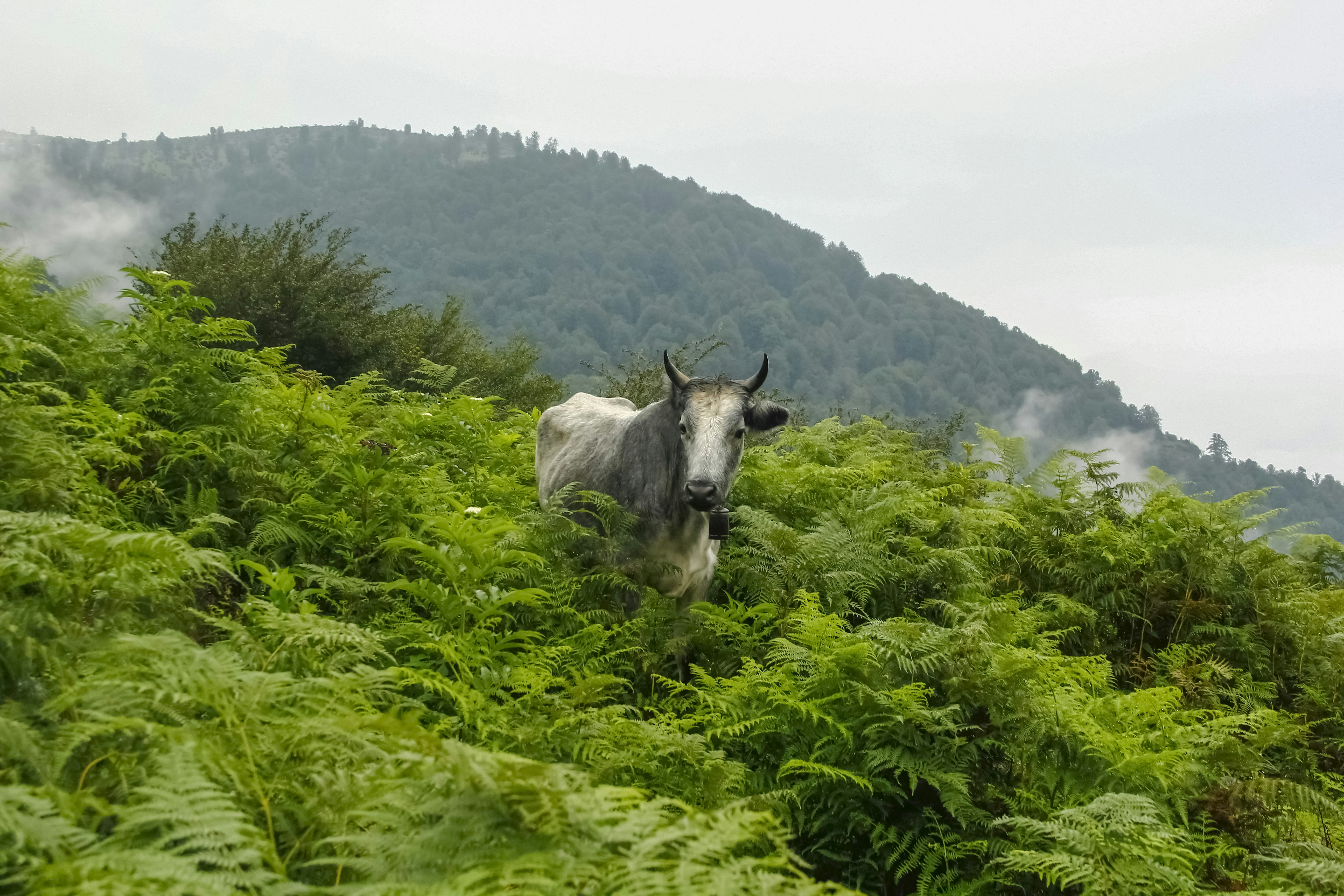 A gray cow stands among lush ferns, surrounded by rolling hills shrouded in mist. The tranquil scene captures the essence of pastoral life.
