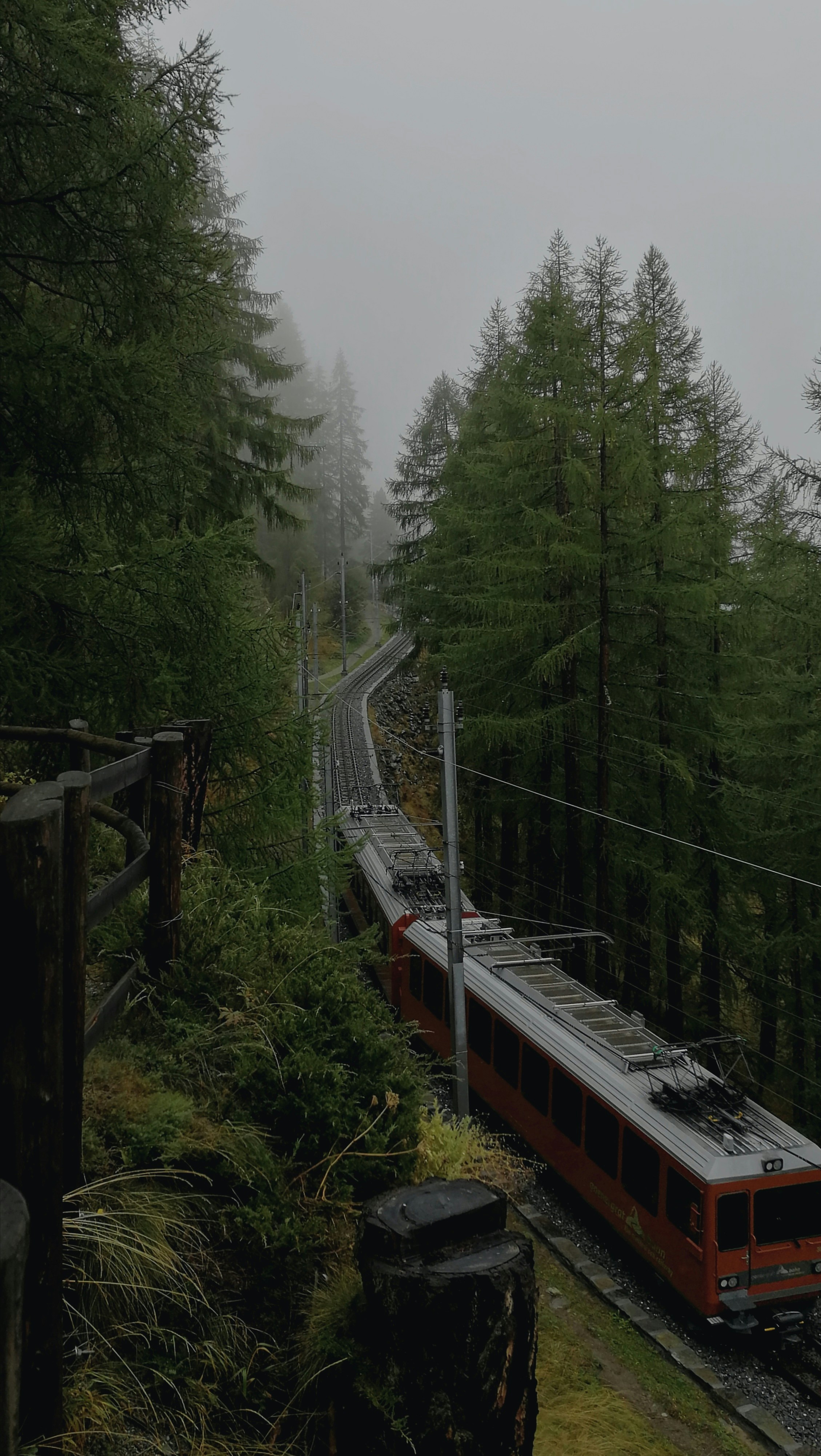 A red train navigates a winding track surrounded by towering pine trees, shrouded in mist. The scene captures a serene yet mysterious atmosphere.