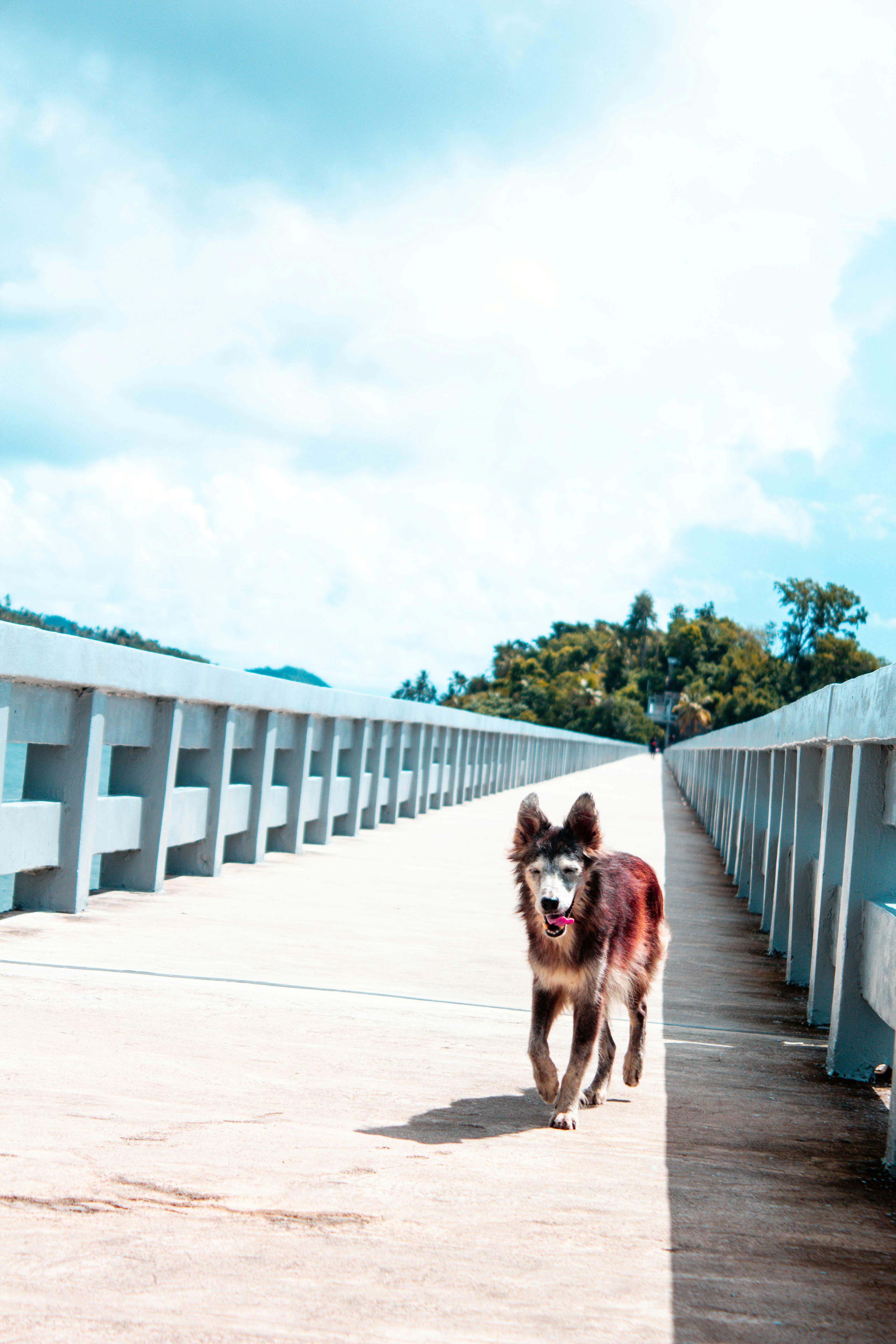 Bridgebound Jaunt: A jaunty dog leads the way across a sunlit bridge
