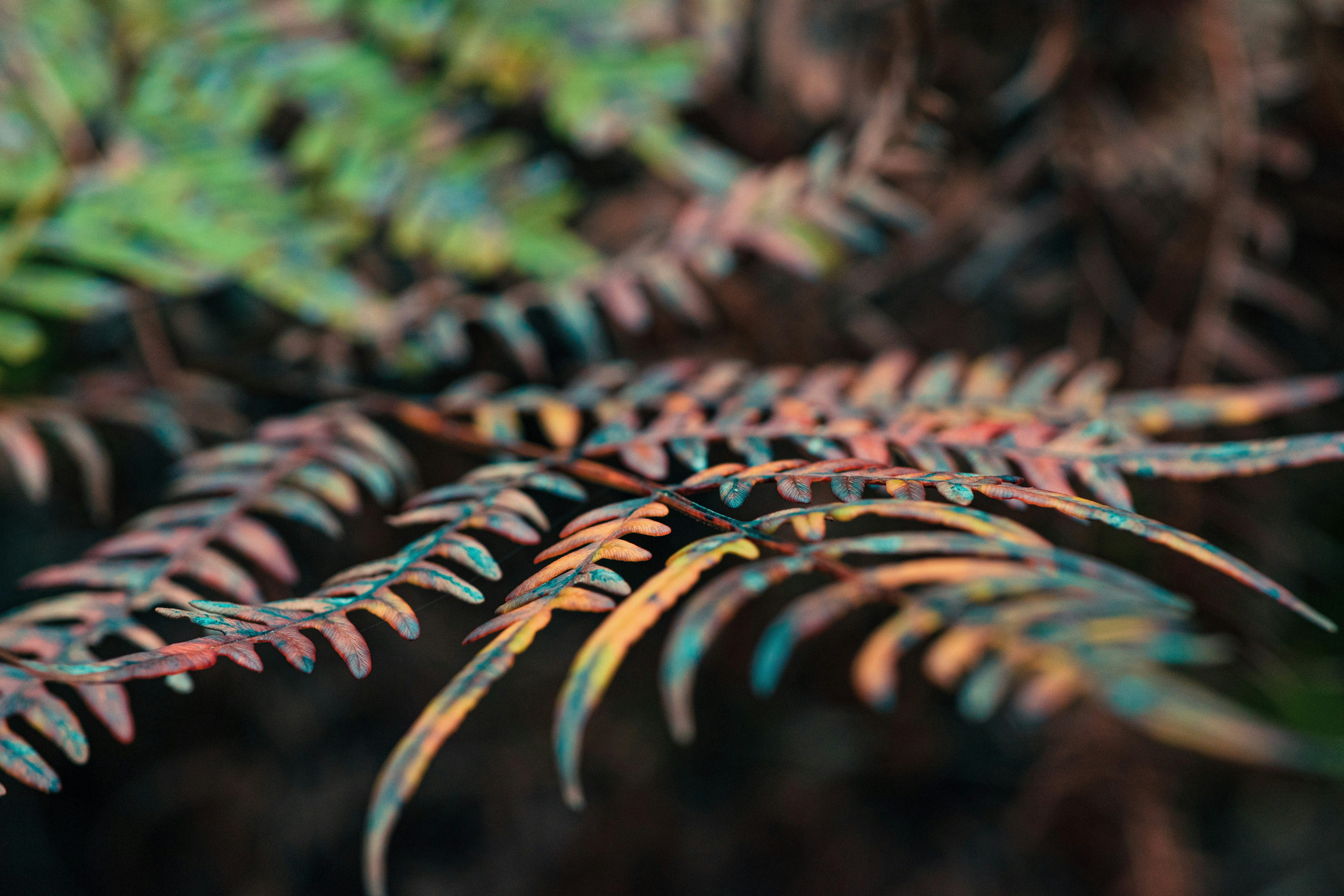 Autumn-tinted Fern Fronds in Velvet Focus