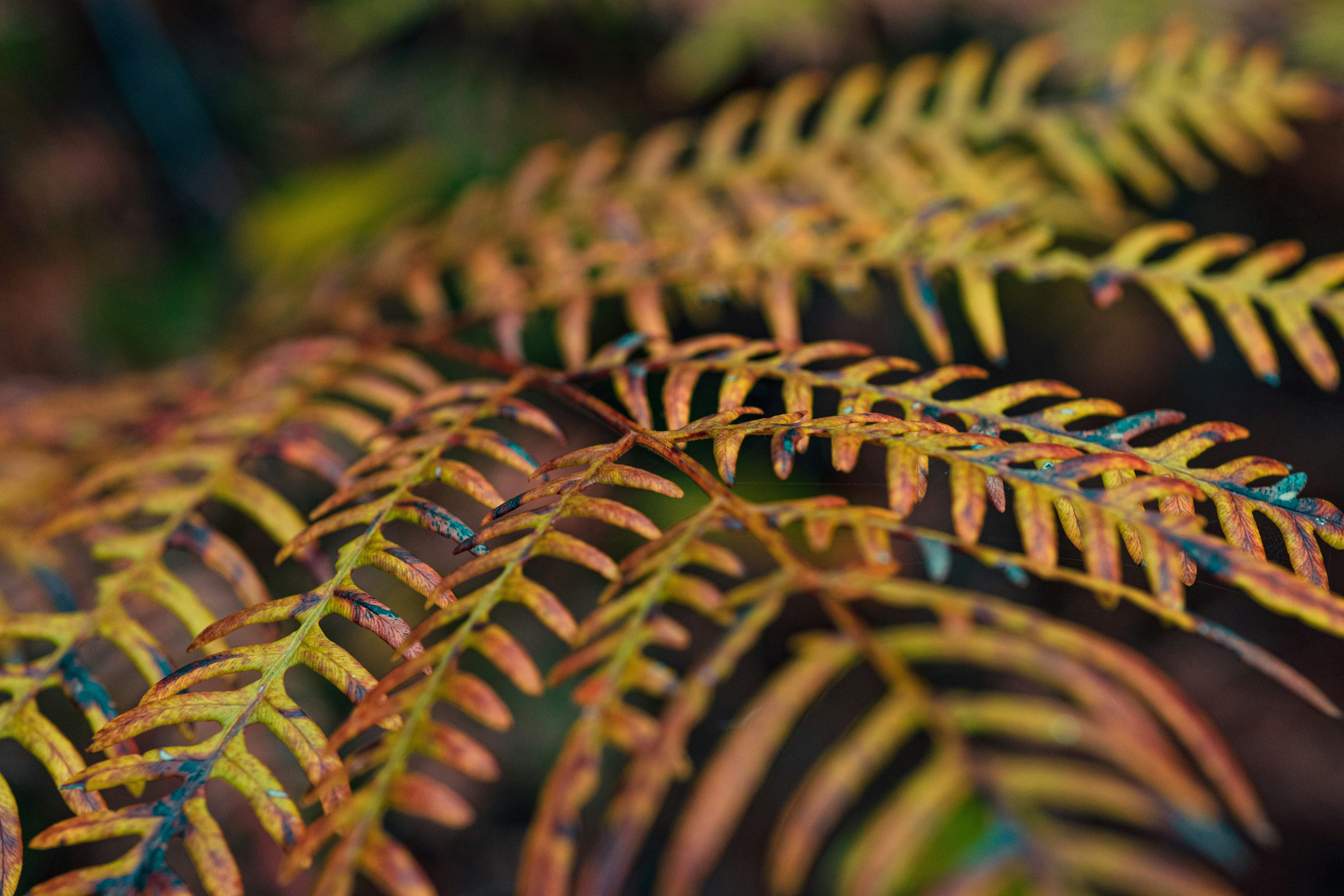 Autumn Fronds in Soft Focus: A Close-Up Study of Color and Texture