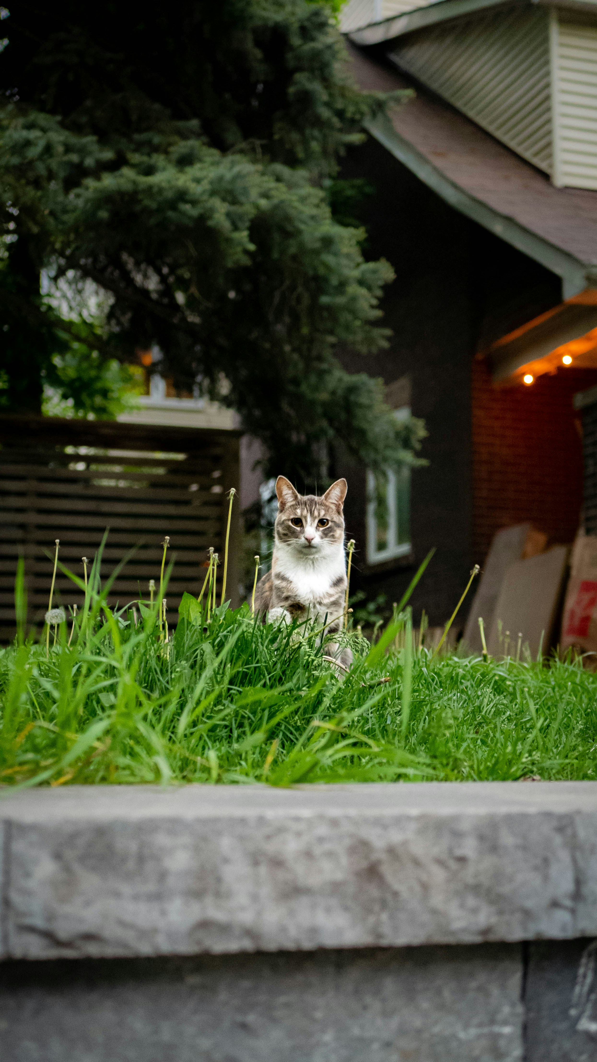 Brown and white Cat in the grass looking at camera 