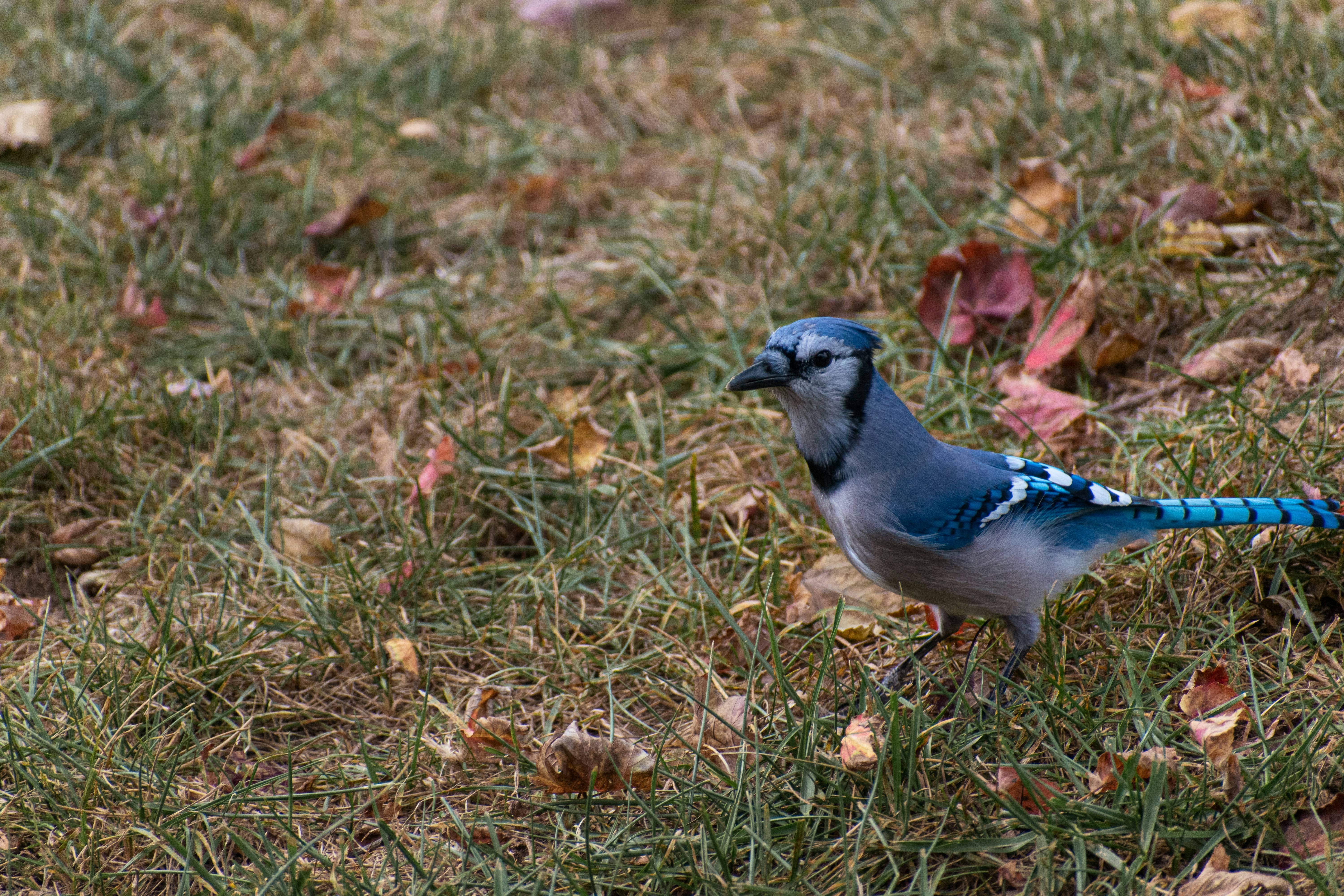 Blue jay foraging among fallen leaves in a grassy area during autumn.